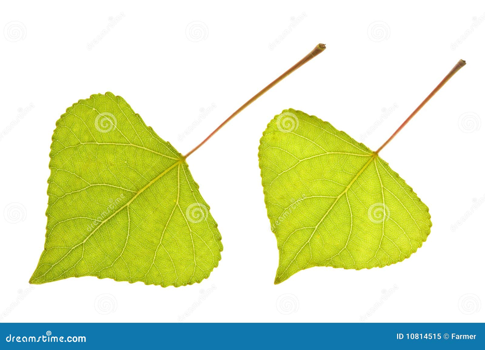 Pappelblatt stockbild. Bild von botanik, getrennt, studio - 10814515