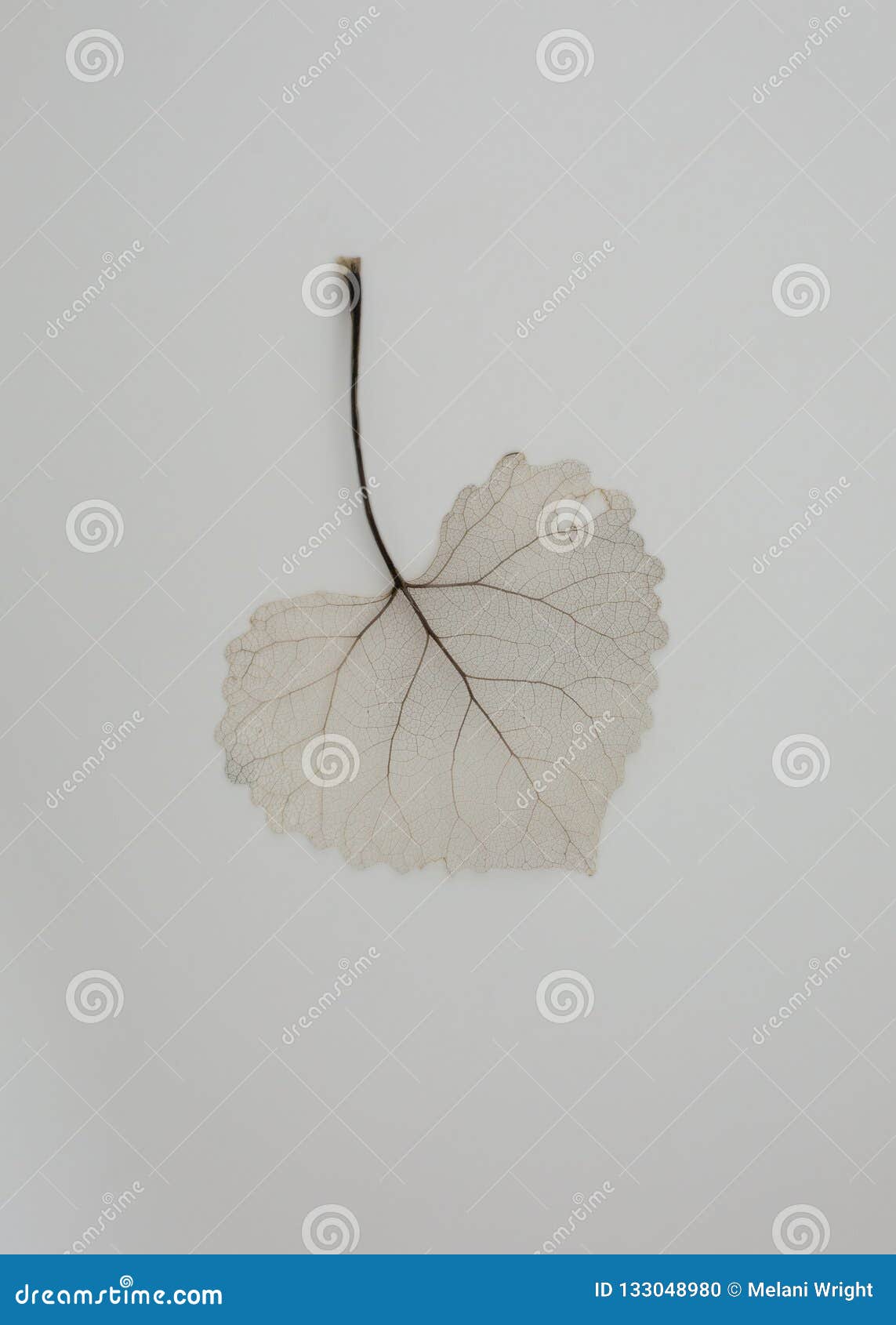 Pappelblatt Auf Weißem Hintergrund Stockfoto - Bild von herbst, pappel ...