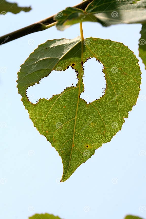 Pappelblatt Weiden Lassen Durch Ein Beelte Stockfoto - Bild von makro ...