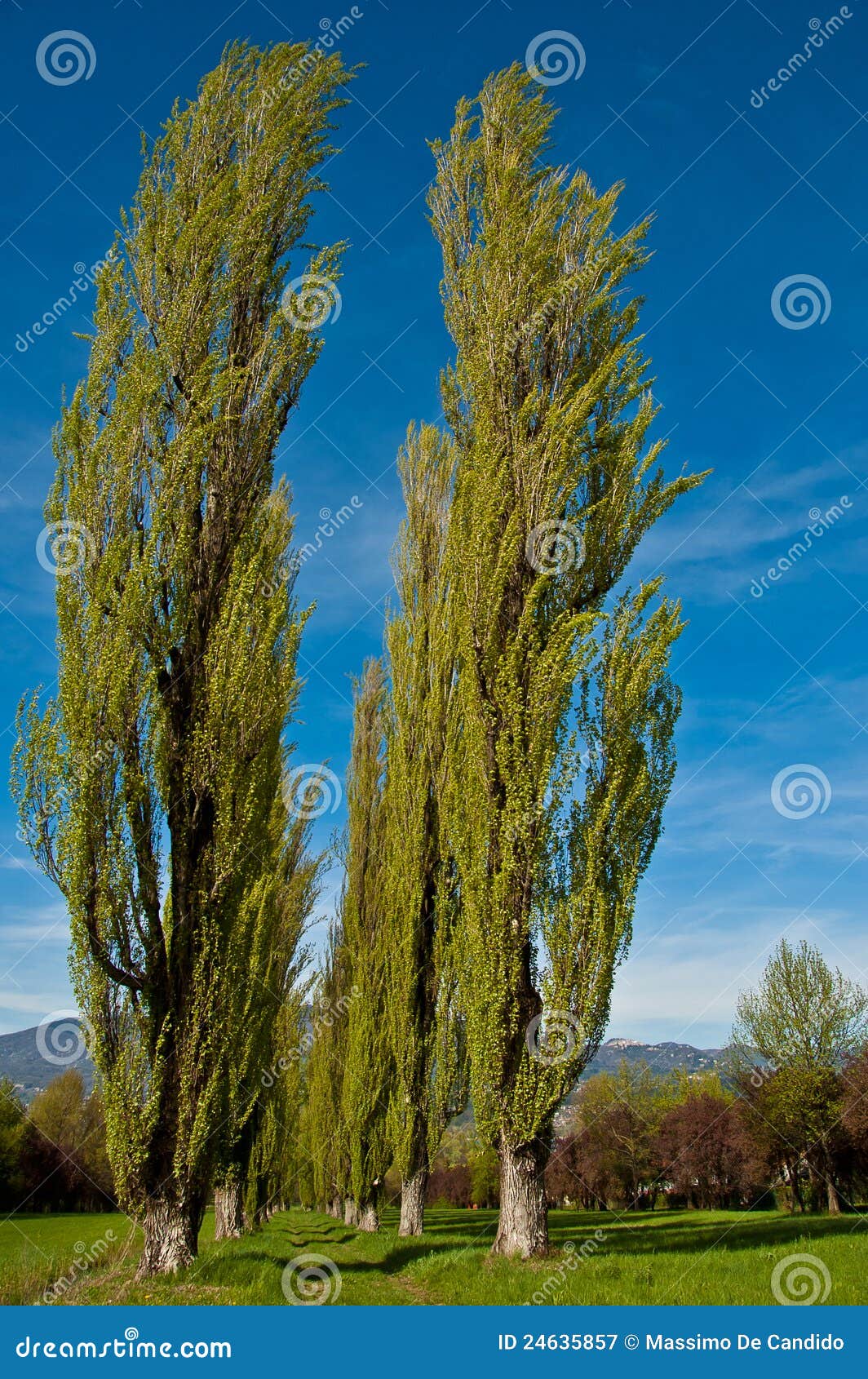 Pappeln stockbild. Bild von werft, ansicht, wald, laub - 24635857