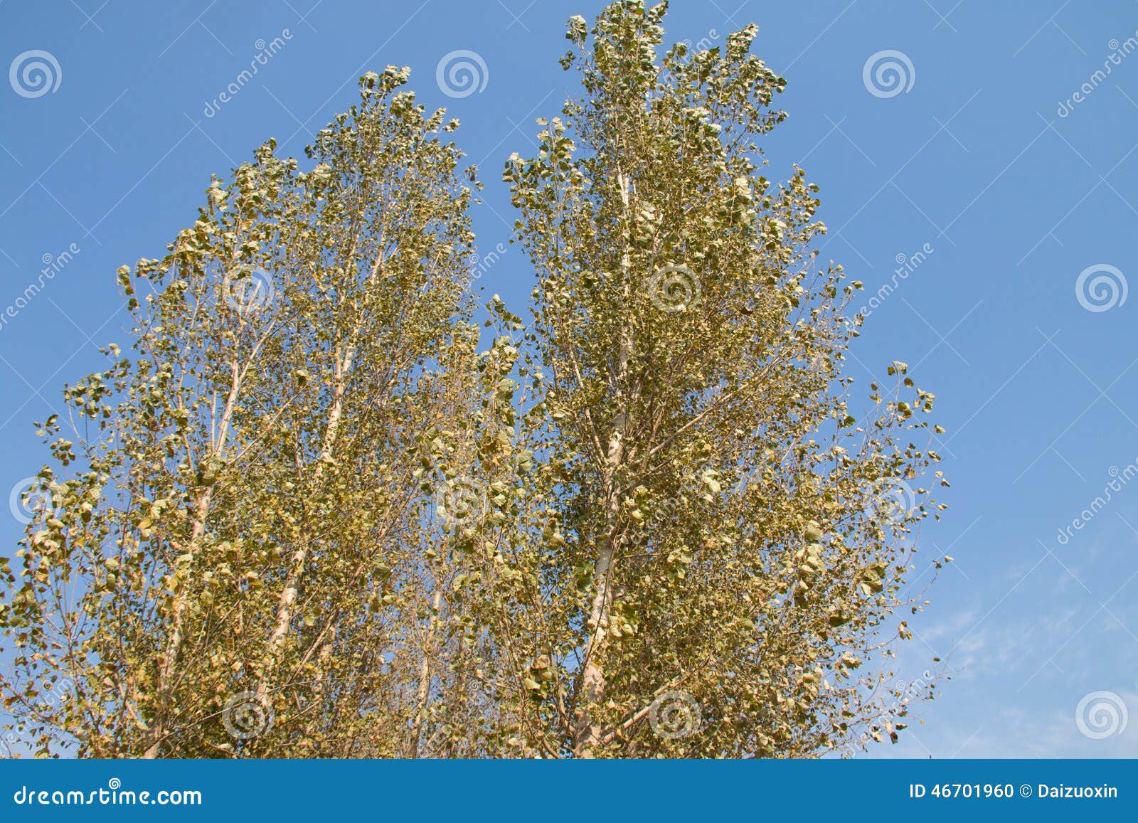 Pappeln im Herbst stockfoto. Bild von herbstlich, nave - 46701960