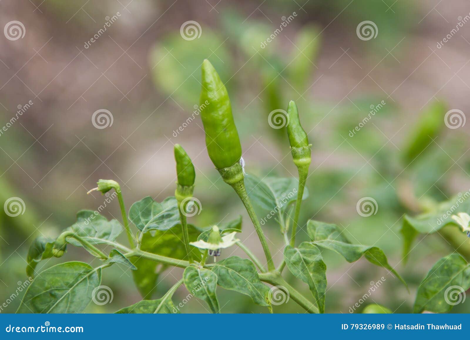 Papper or Guinea-pepper on a Trees Stock Image - Image of farm, organic ...