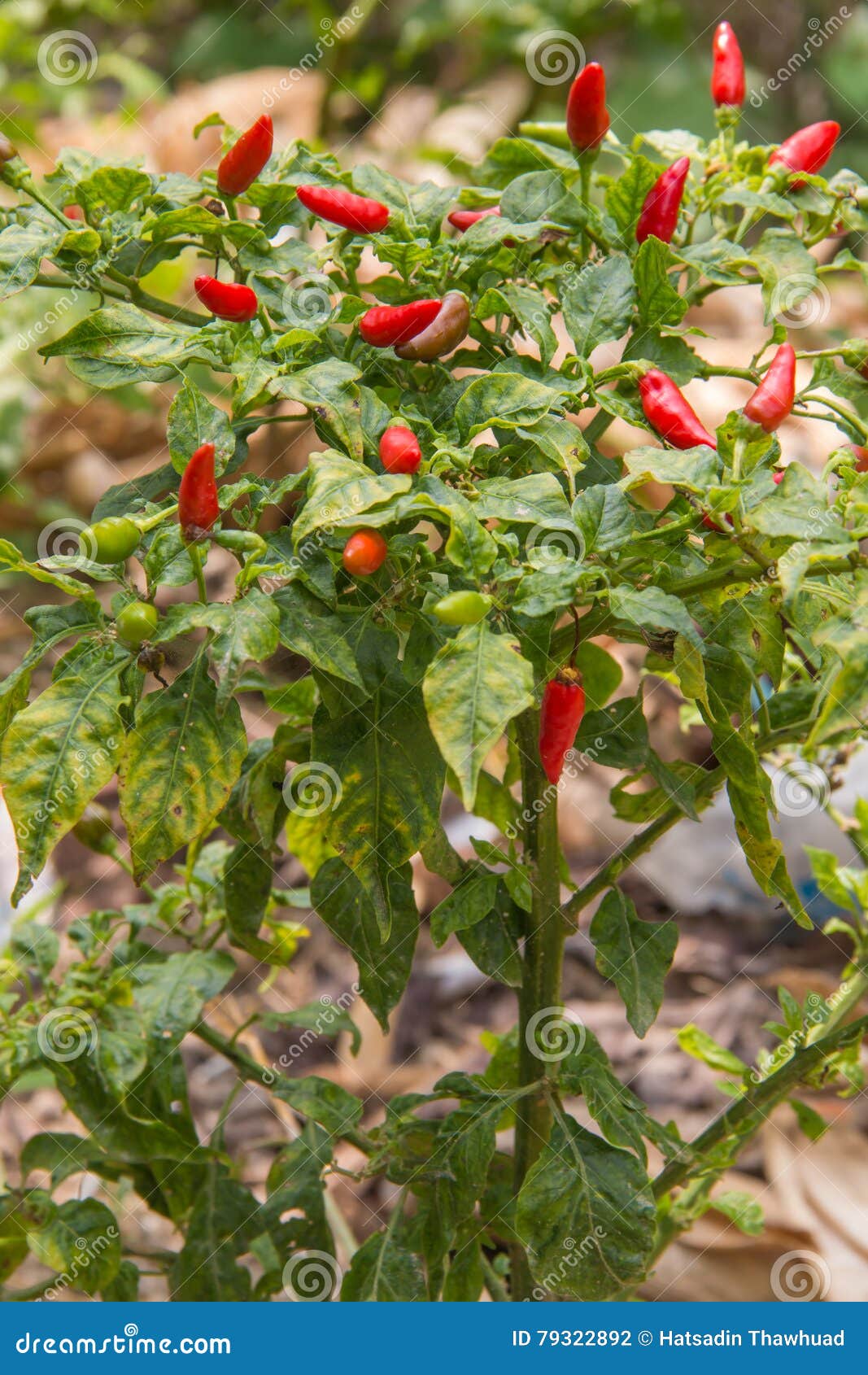 Papper or Guinea-pepper on a Trees Stock Photo - Image of bush, bright ...