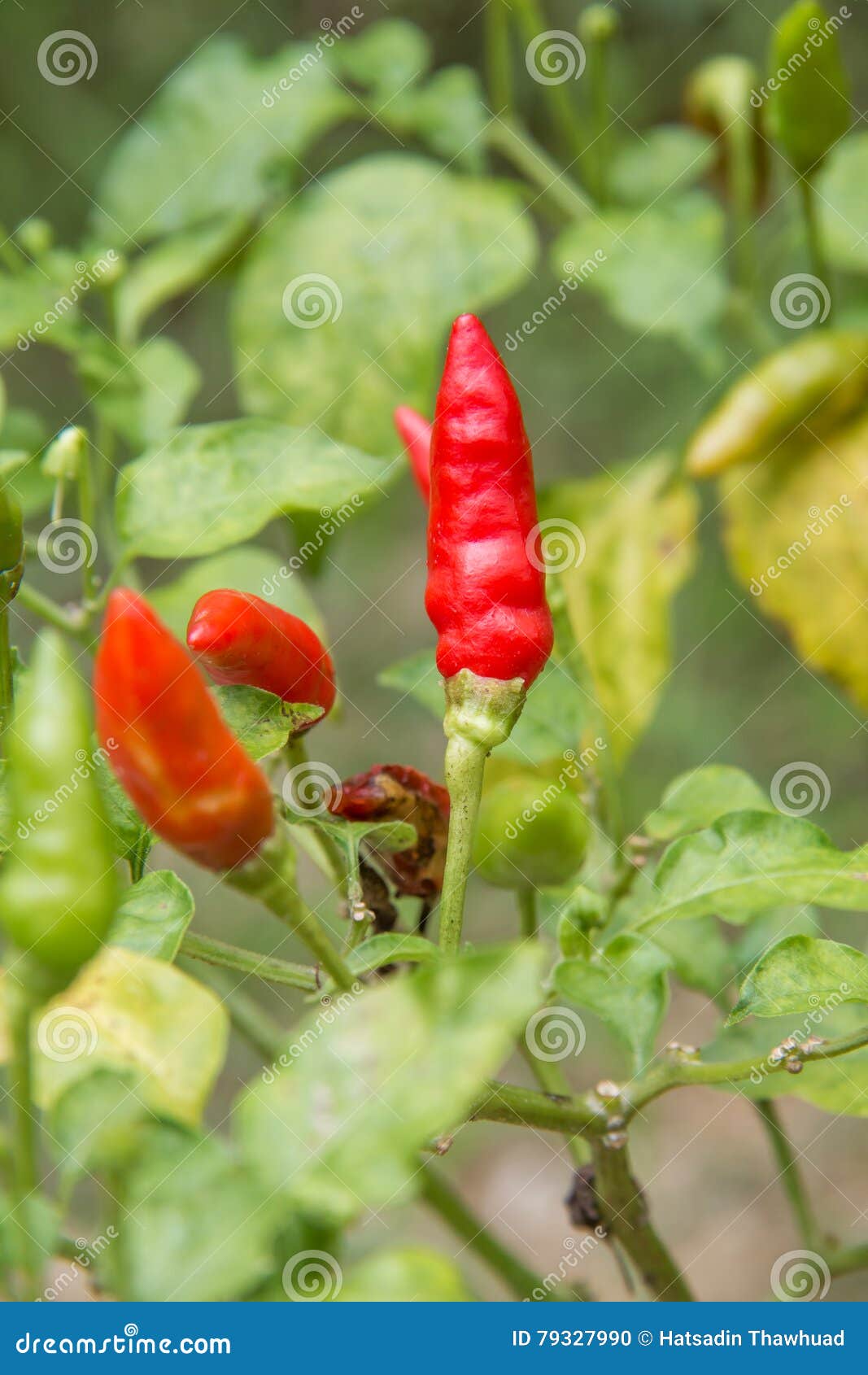 Papper or Guinea-pepper on a Trees Stock Photo - Image of pepper, tasty ...