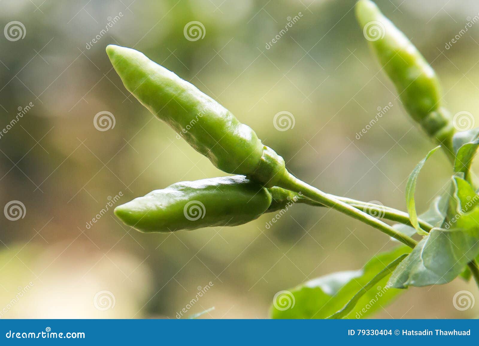 Papper or Guinea-pepper on a Trees Stock Photo - Image of nutrition ...