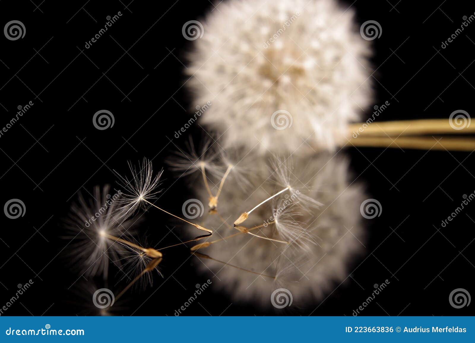 The Pappus of Dandelion Flower Isolated Stock Photo - Image of nature ...