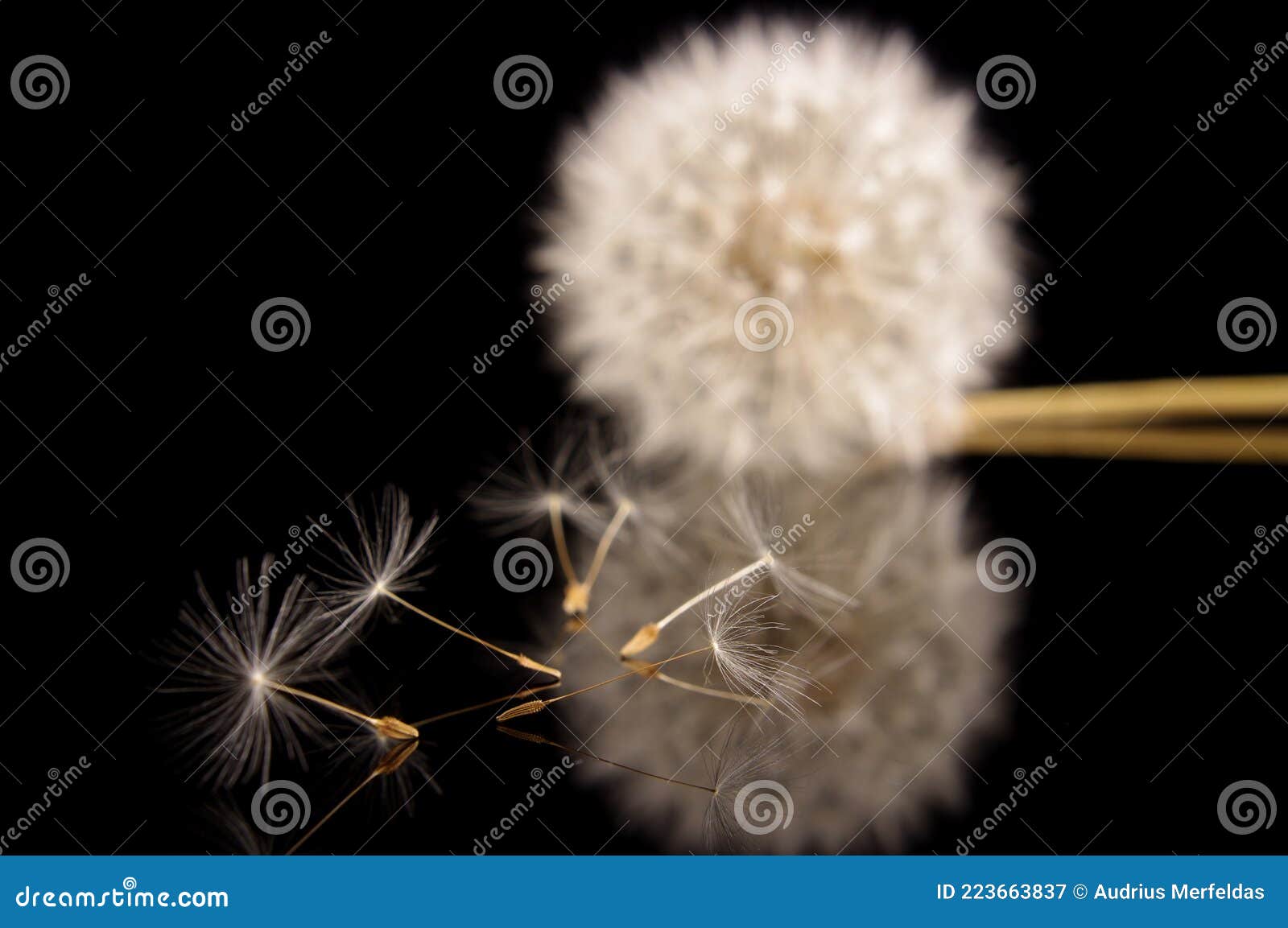 The Pappus of Dandelion Flower Isolated Stock Image - Image of puffball ...