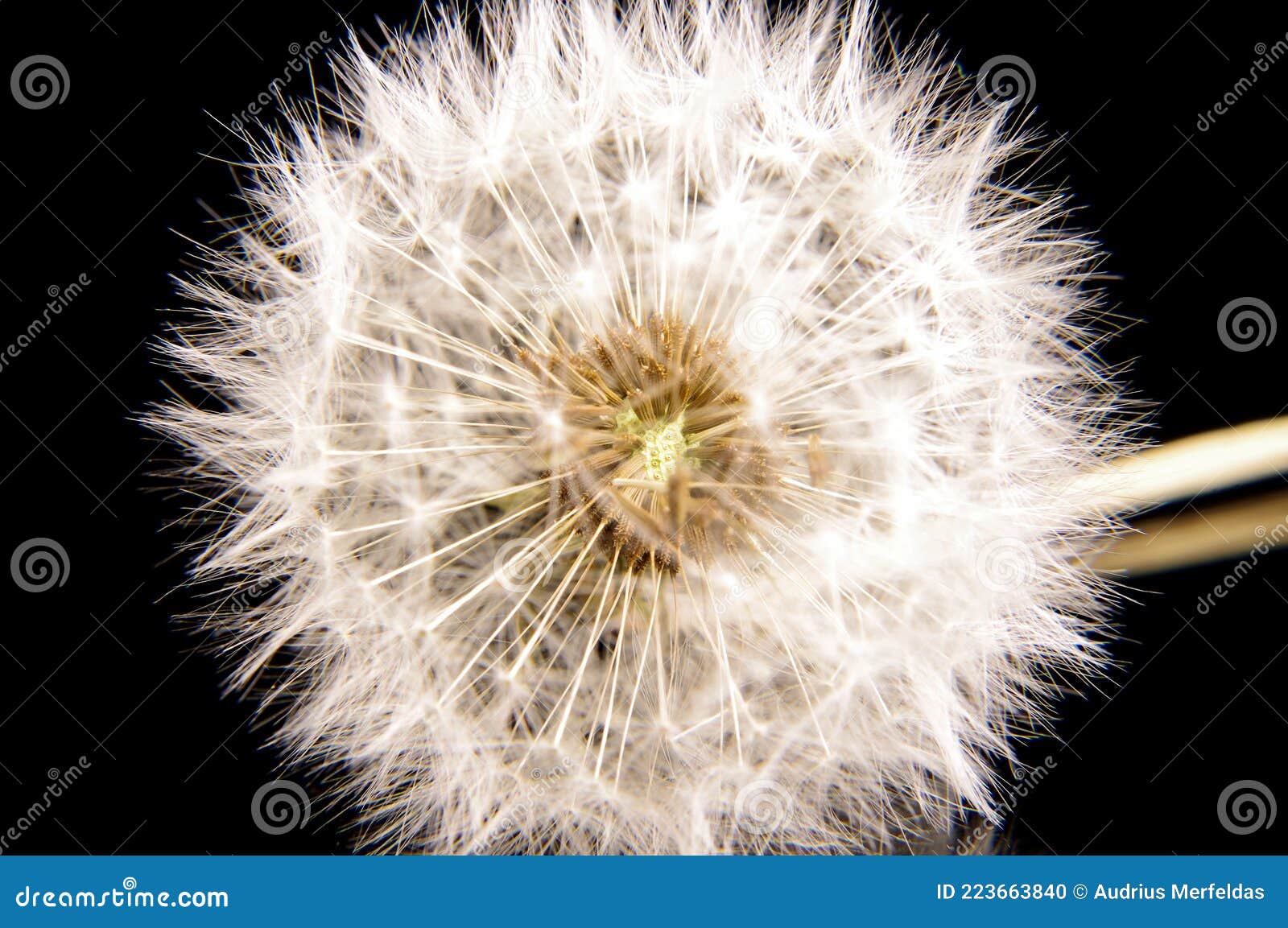The Pappus of Dandelion Flower Isolated Stock Photo - Image of soft ...
