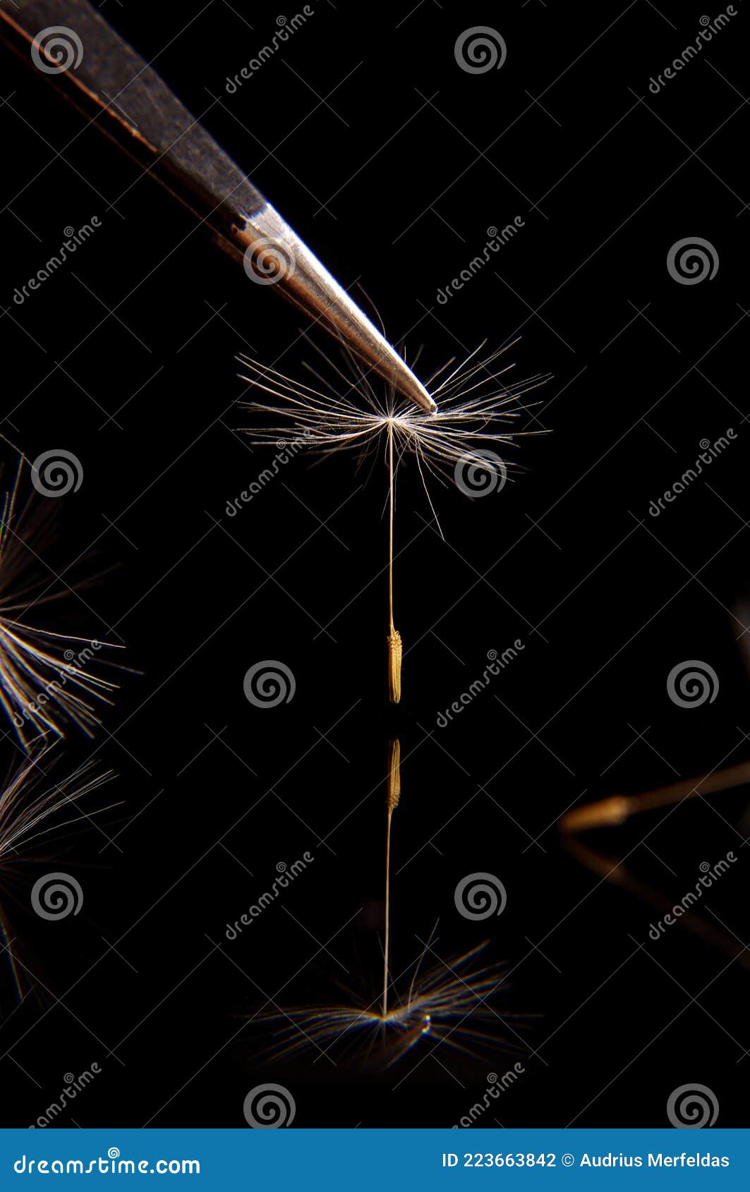 The Pappus of Dandelion Flower Isolated Stock Photo - Image of seed ...