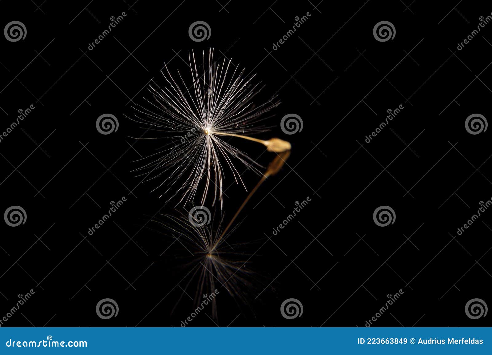 The Pappus of Dandelion Flower Isolated Stock Image - Image of ...