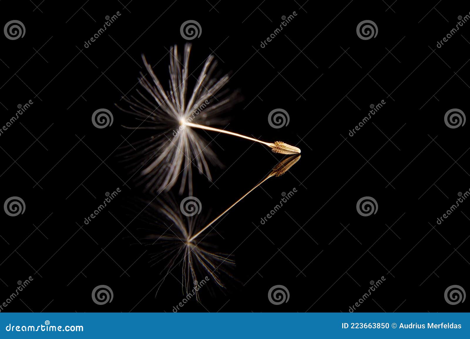 The Pappus of Dandelion Flower Isolated Stock Photo - Image of puffball ...