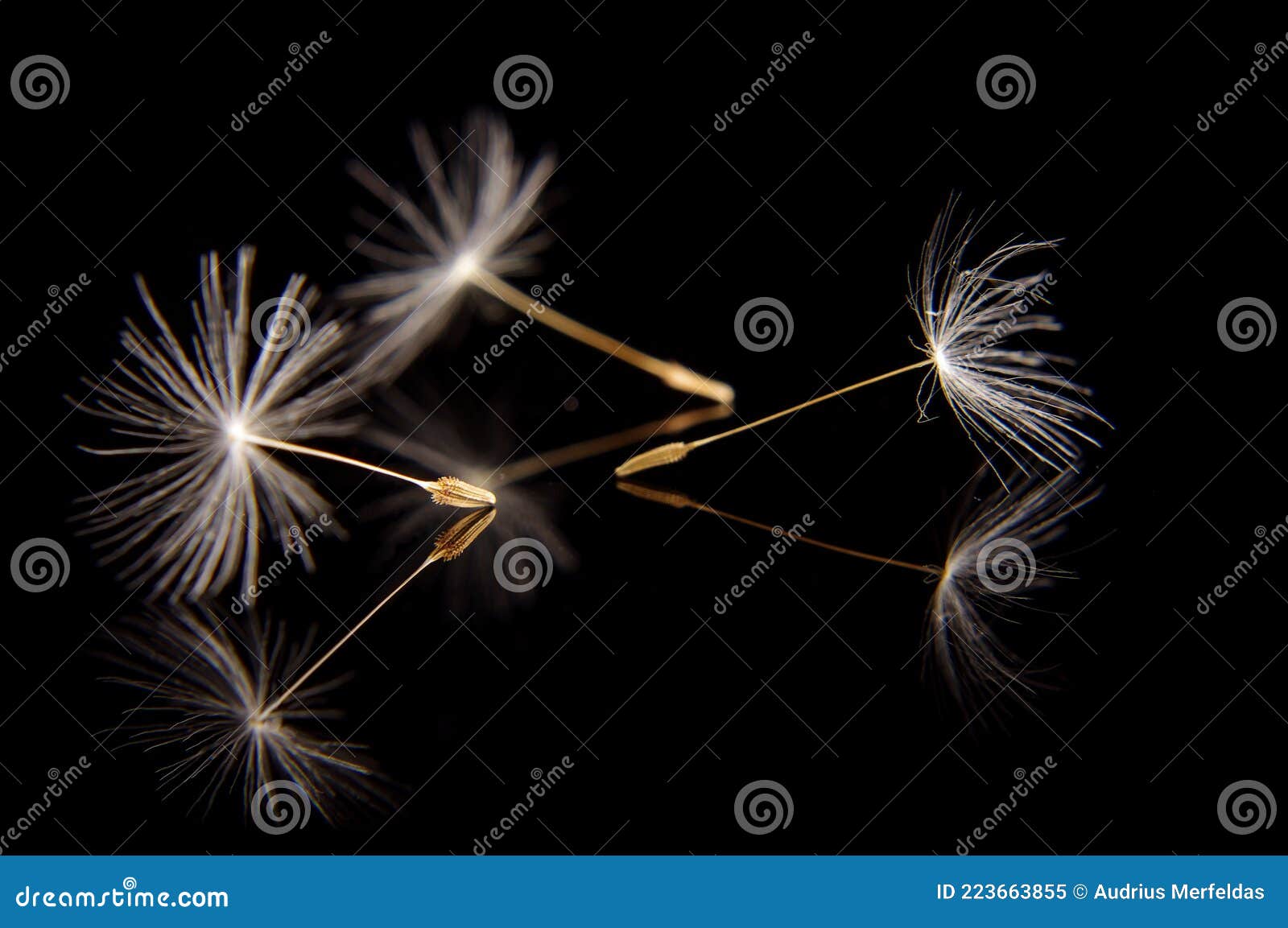 The Pappus of Dandelion Flower Isolated Stock Image - Image of spring ...
