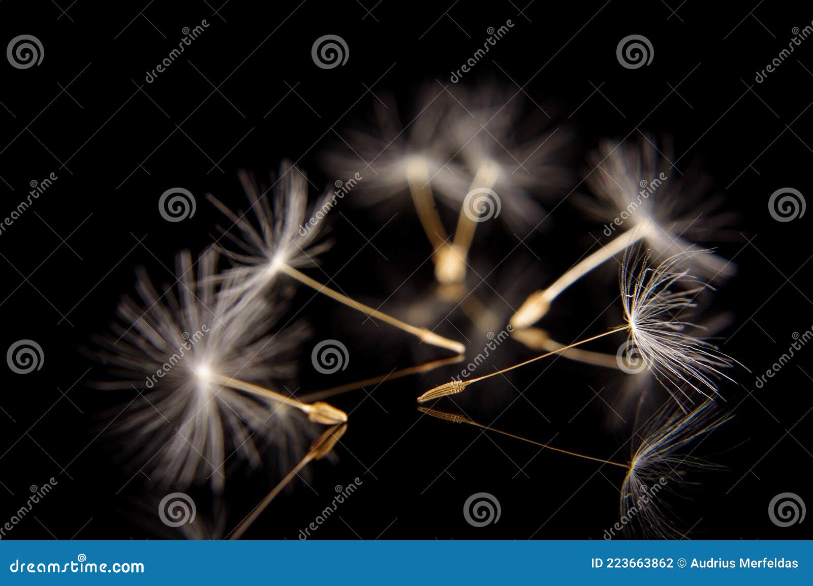 The Pappus of Dandelion Flower Isolated Stock Photo - Image of plant ...