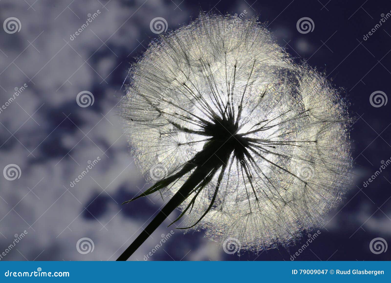 Pappus of Tragopogon Pratensis Subsp. Pratensis Stock Image - Image of ...