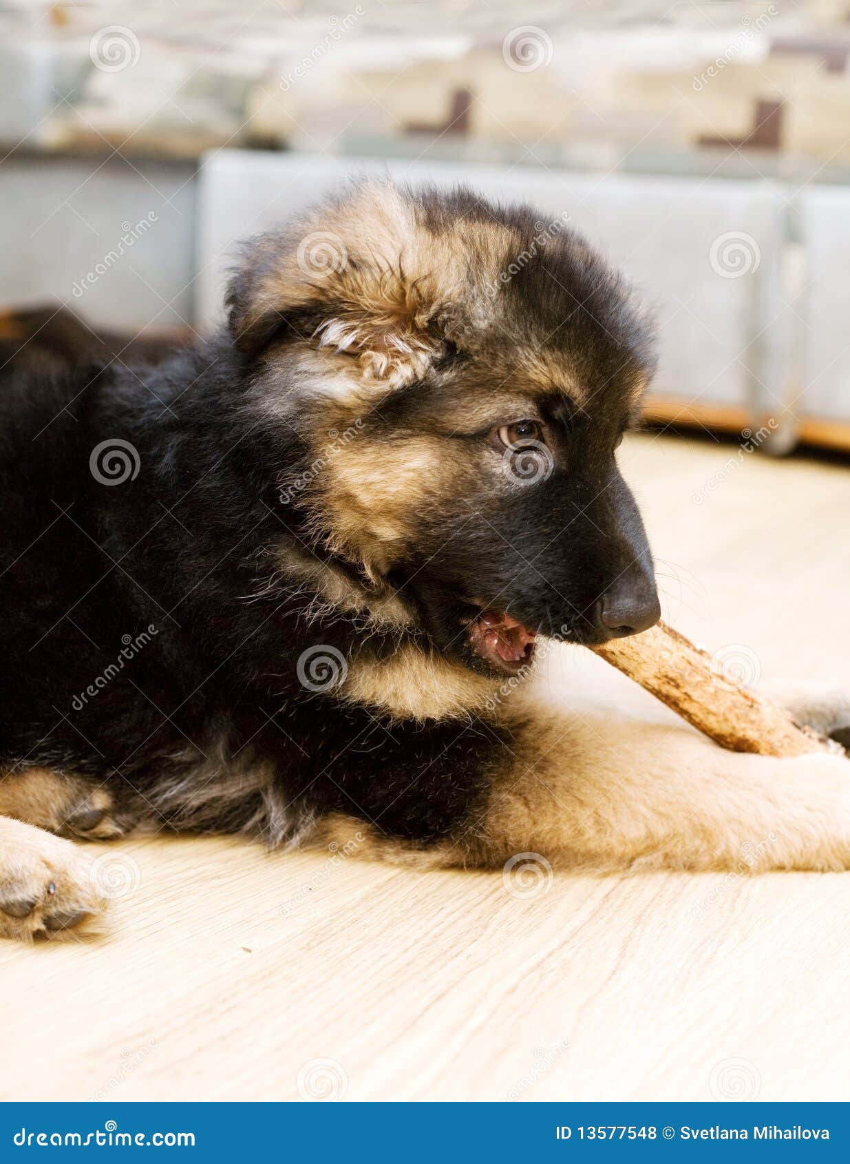 Pappy stock photo. Image of beautiful, loving, breed - 13577548