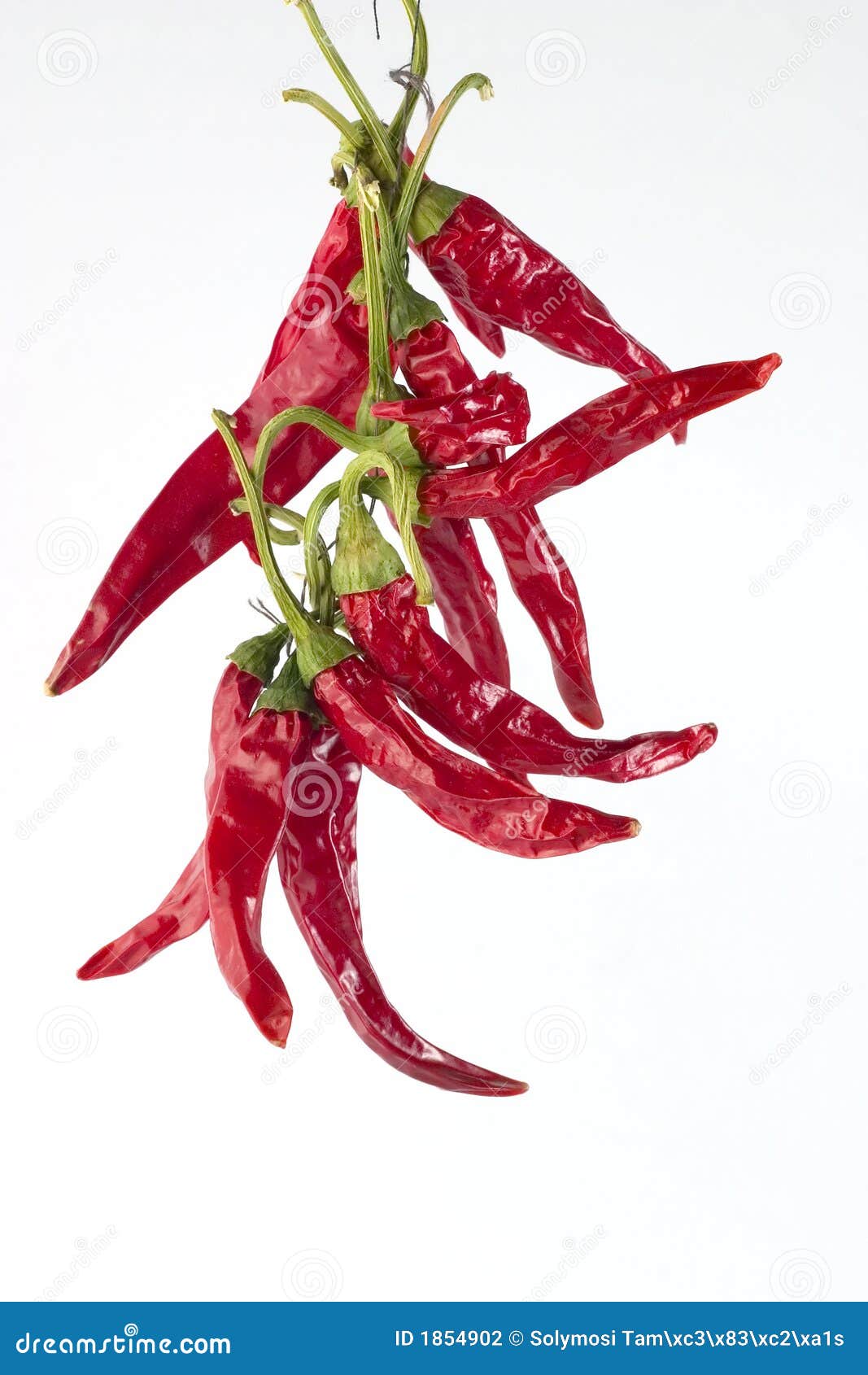 Paprika stock photo. Image of strong, taste, isolated - 1854902