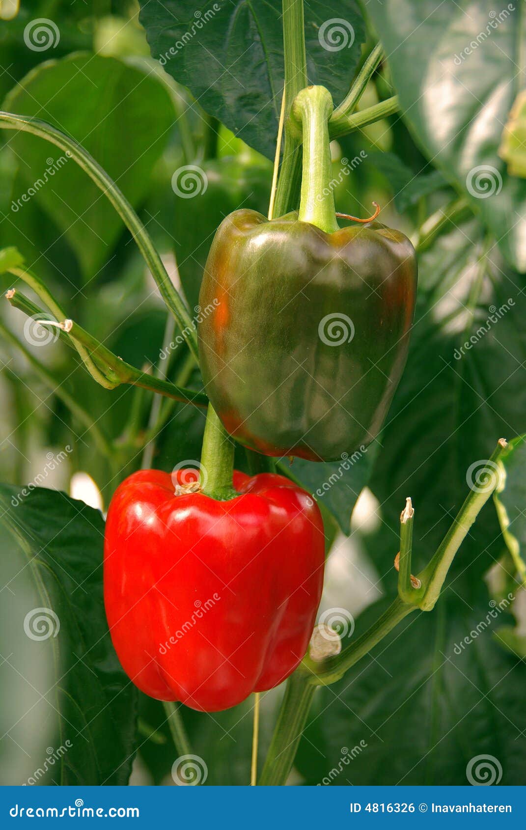 Paprika stock photo. Image of breeders, flavour, agriculture - 4816326