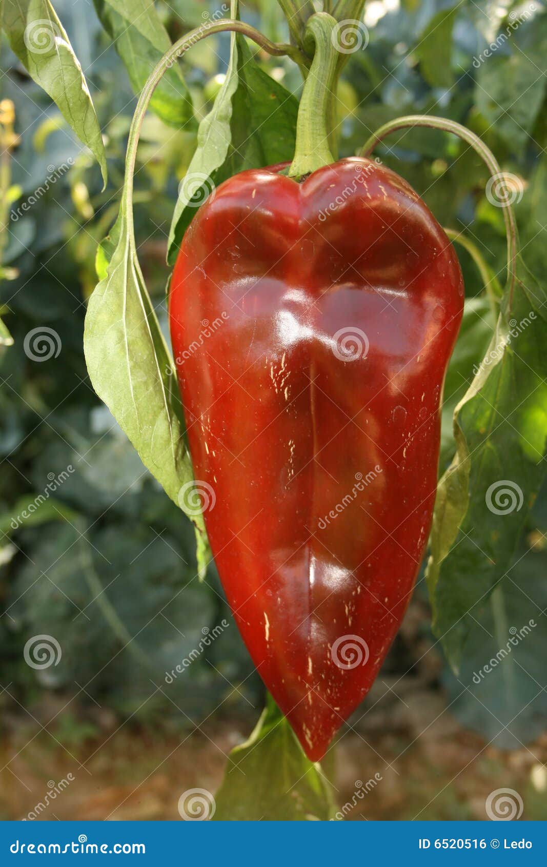Paprika stock photo. Image of agriculture, paprika, vegetable - 6520516
