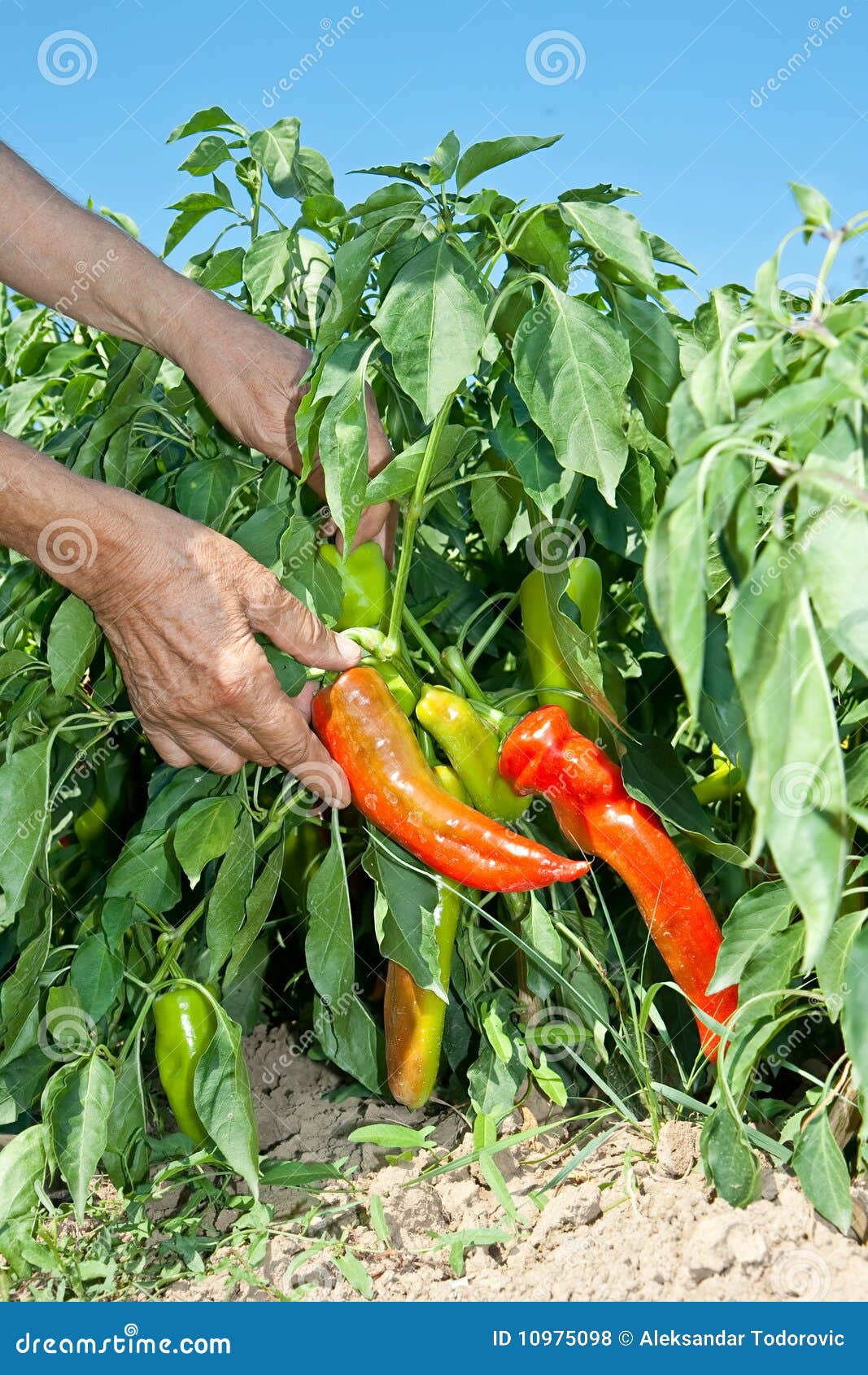 Paprika in the garden stock photo. Image of condiment - 10975098