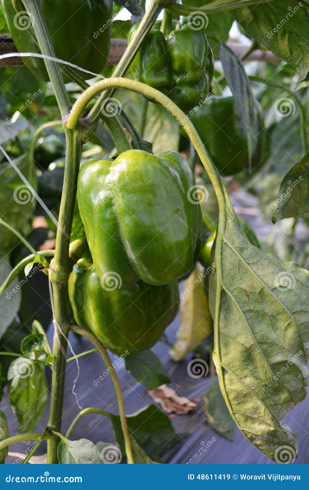 Paprika green in garden stock image. Image of healthy - 48611419