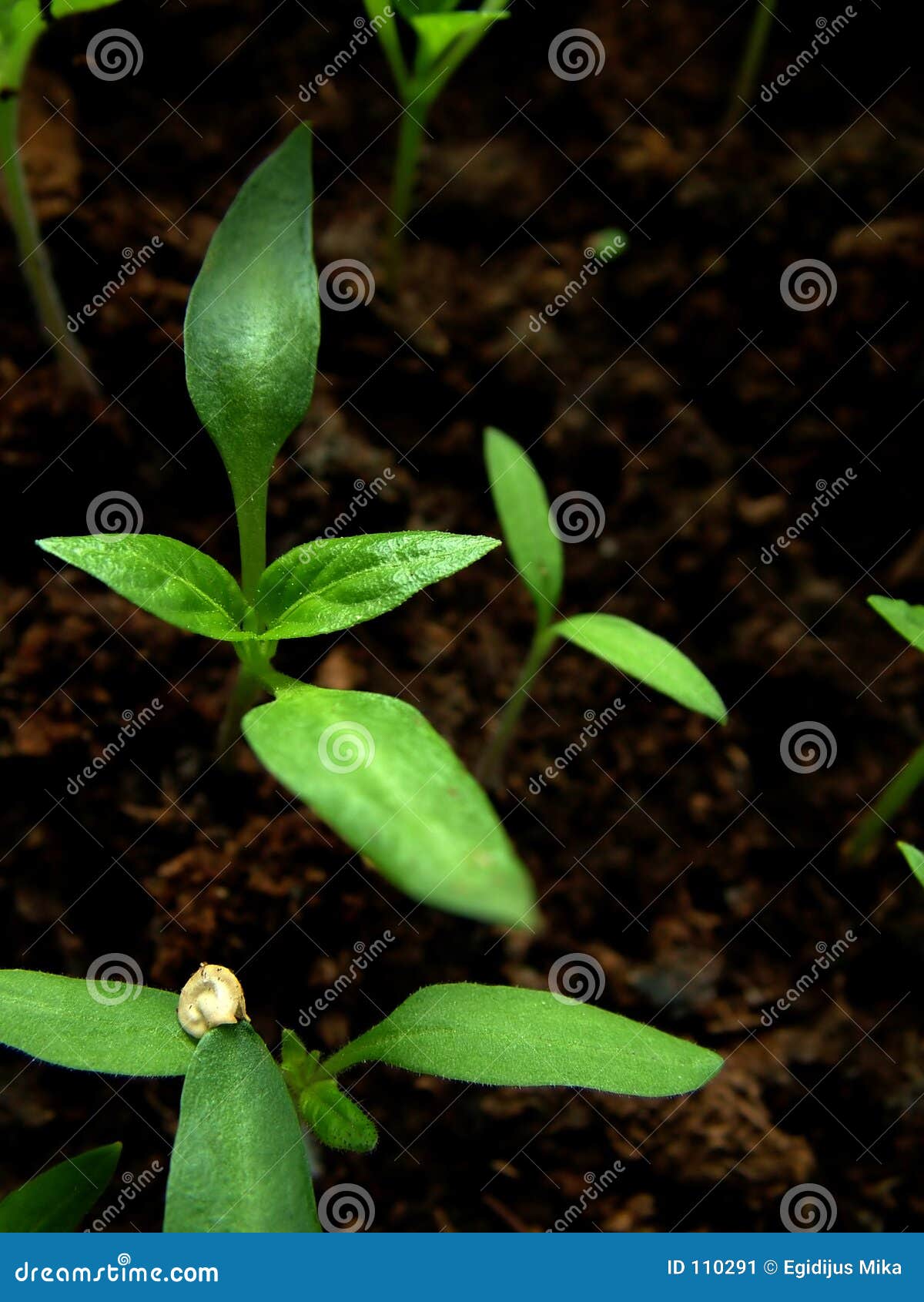 Paprika growing 2 stock image. Image of natural, young - 110291
