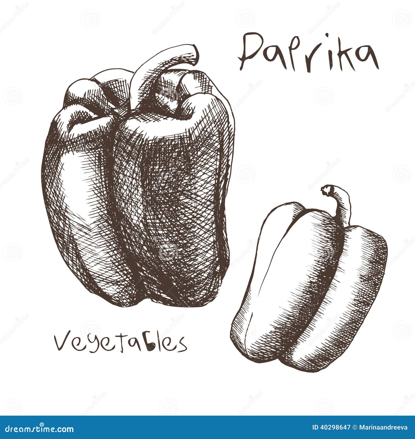 Paprika stock vector. Illustration of garden, paprika - 40298647