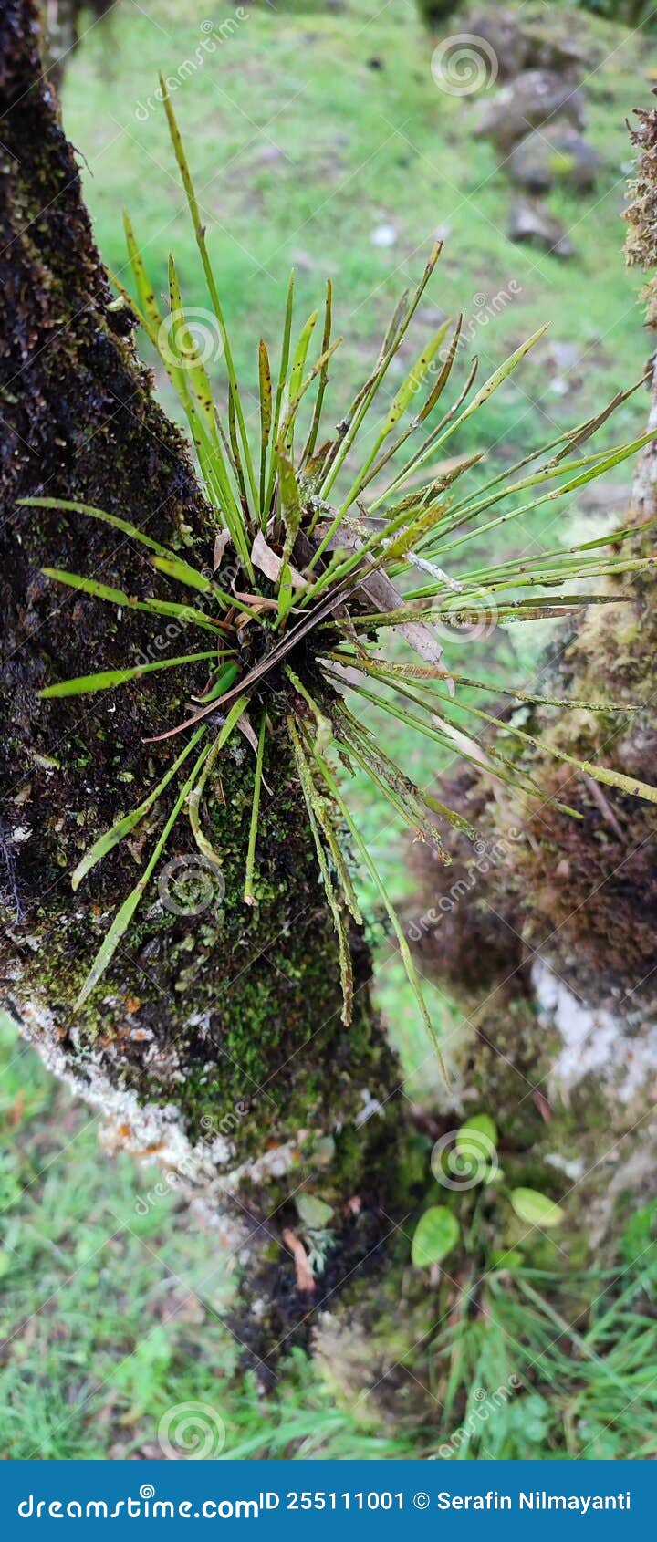 Papua wild flower stock image. Image of spruce, wildflower - 255111001