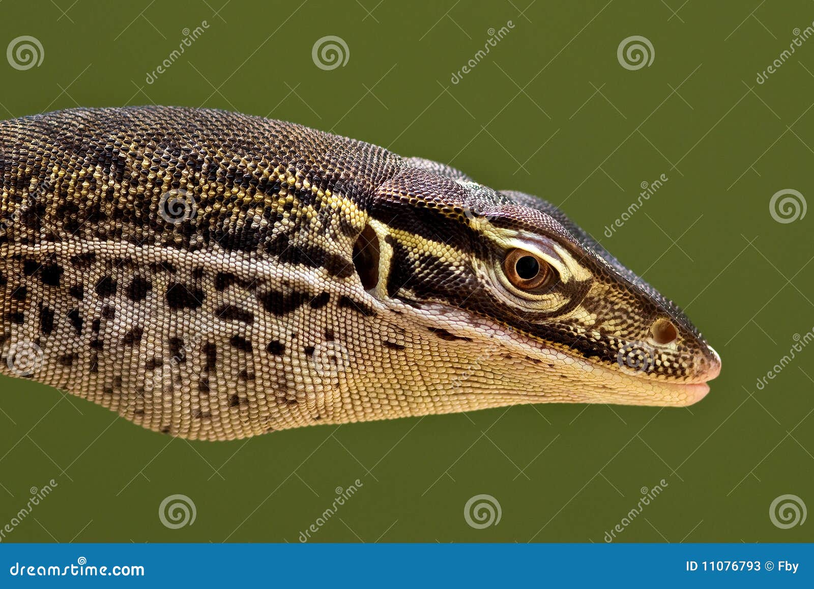 Papuan Sand Monitor Head Profile Stock Image - Image of animal, blooded ...