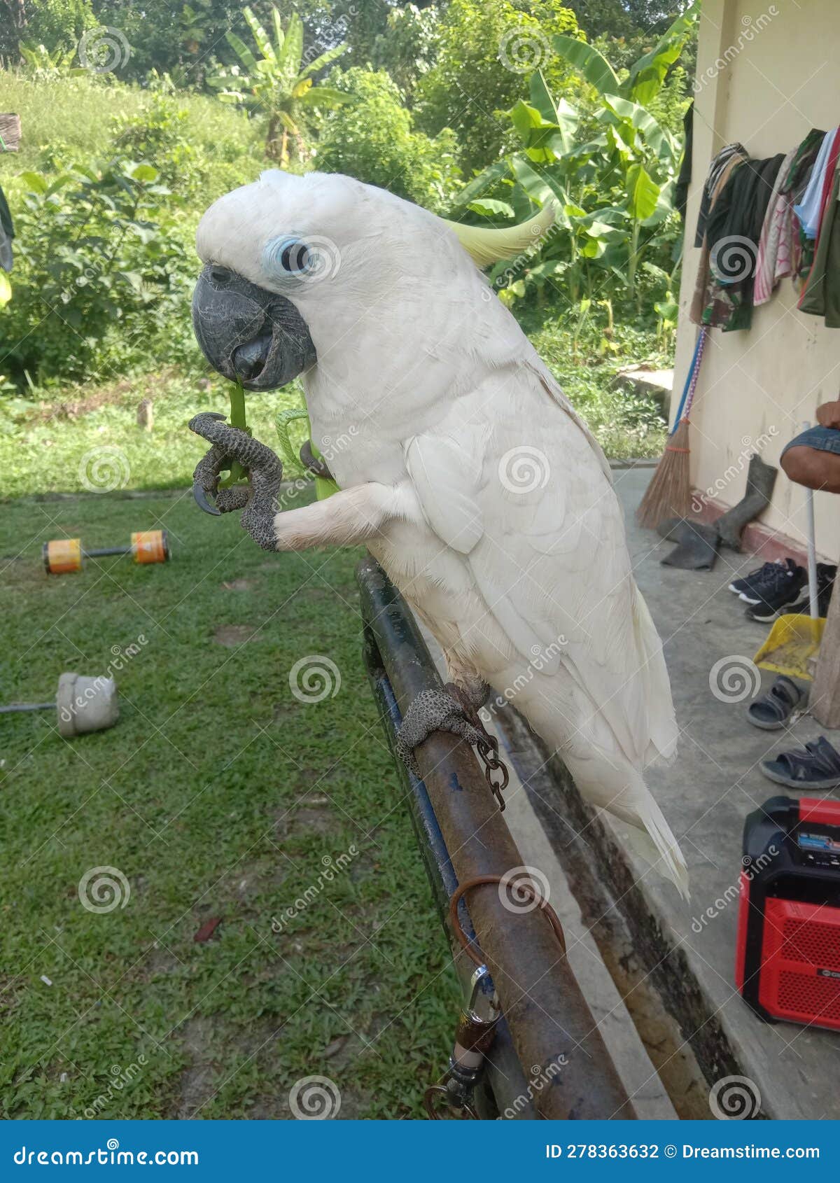 Papuan Yellow-crested Parrot Stock Photo - Image of beak, yellow: 278363632
