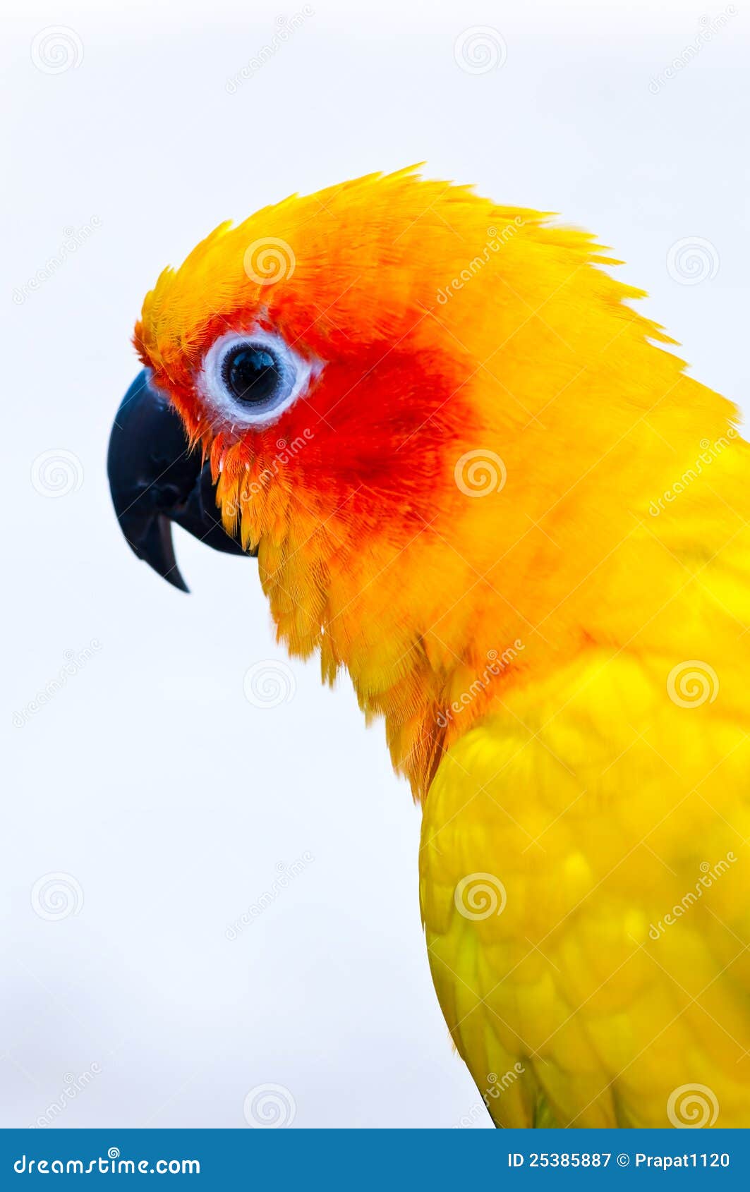 Papuga obraz stock. Obraz złożonej z greenbacks, egzot - 25385887