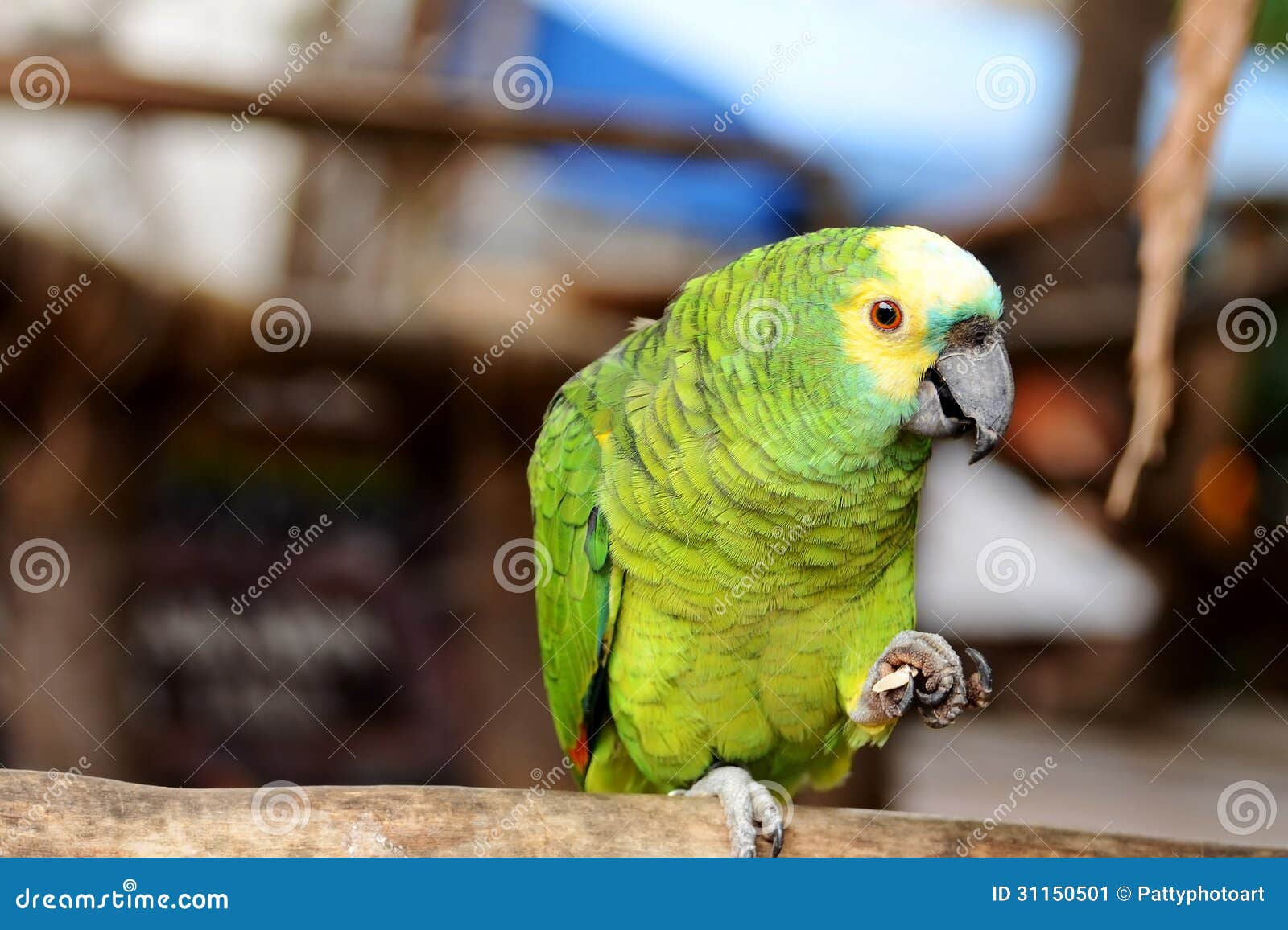 Papuga obraz stock. Obraz złożonej z meksyk, ameryka - 31150501