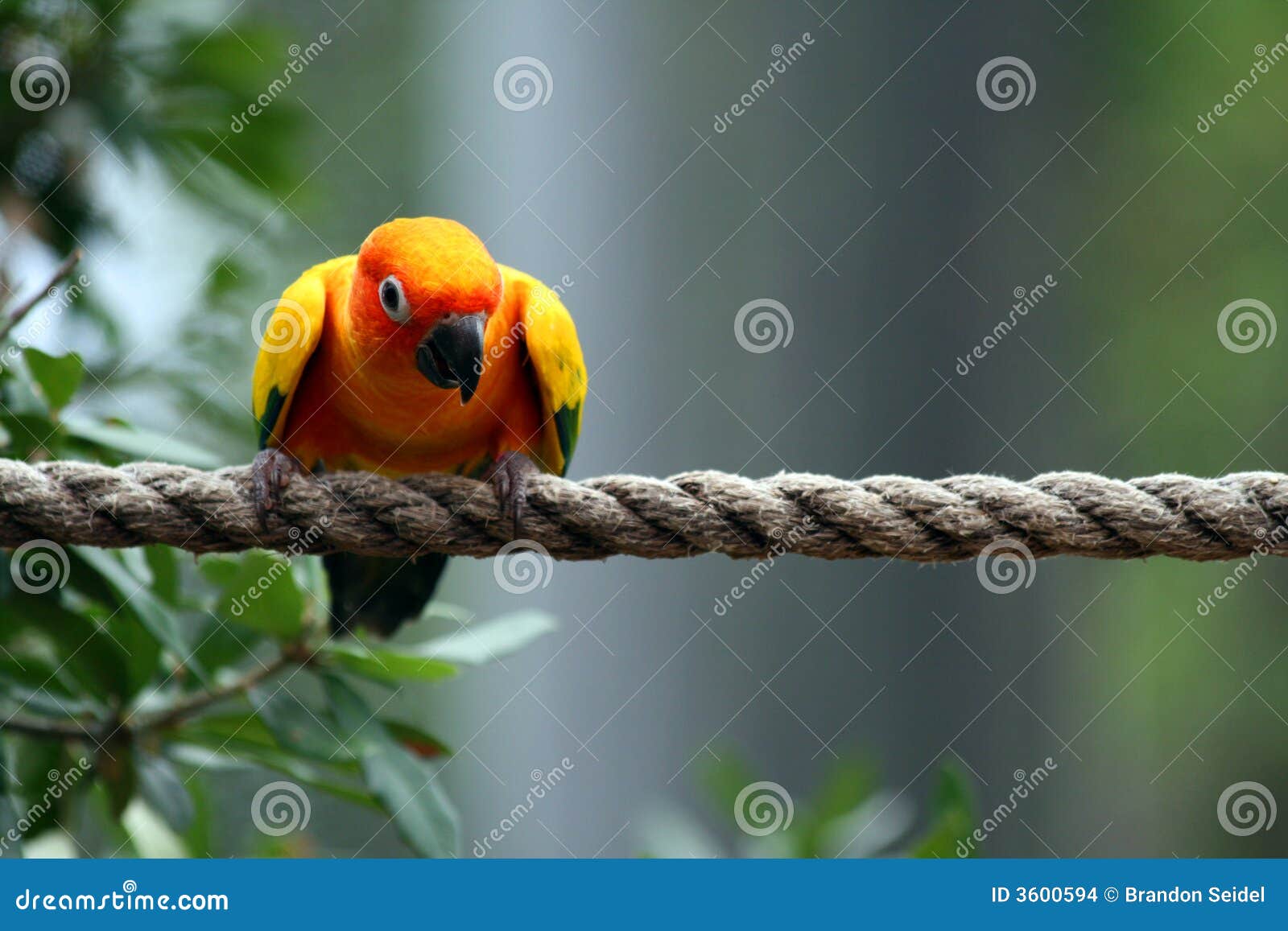 Papuga zdjęcie stock. Obraz złożonej z egzot, jenowie - 3600594