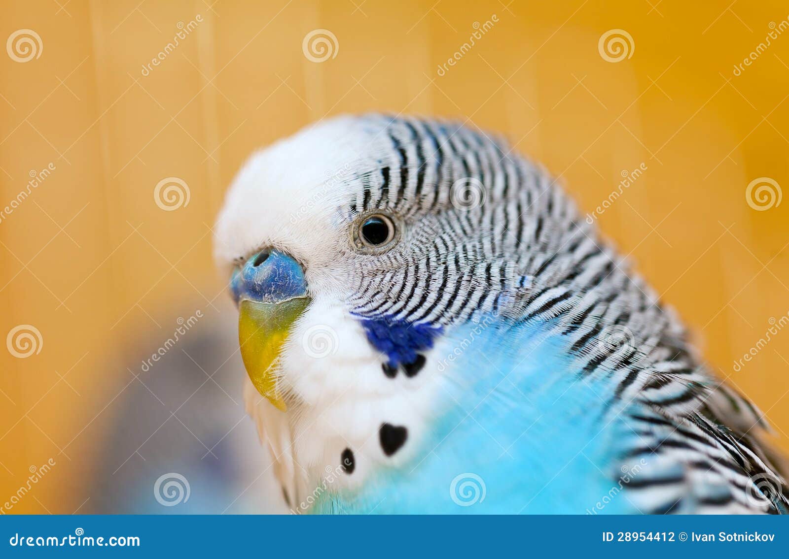 Papuga falista zdjęcie stock. Obraz złożonej z jaskrawy - 28954412