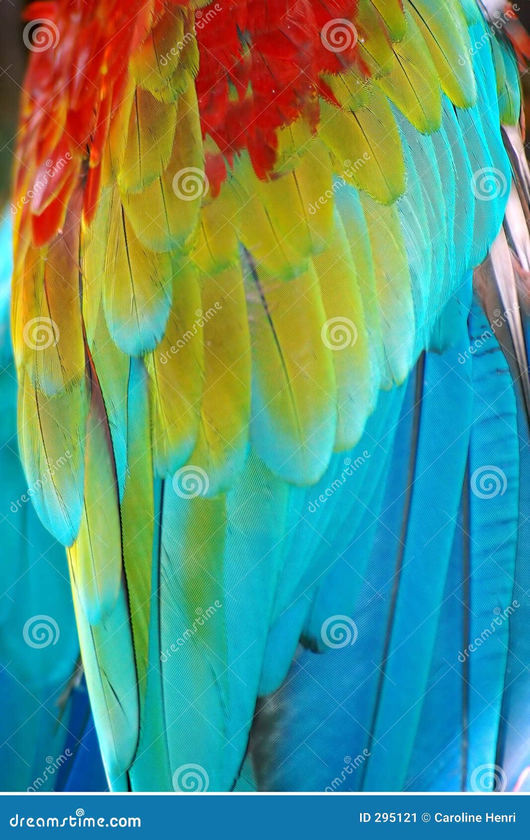 Papugi pióra obraz stock. Obraz złożonej z skrzydło, junior - 295121