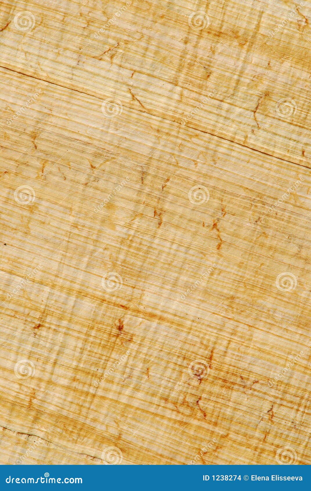 Papyrus stock photo. Image of blank, texture, organic - 1238274