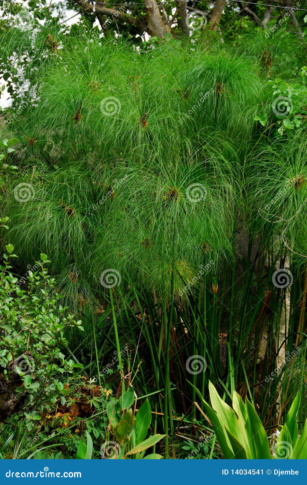 Papyrus stock image. Image of animals, wood, papyrus - 14034541