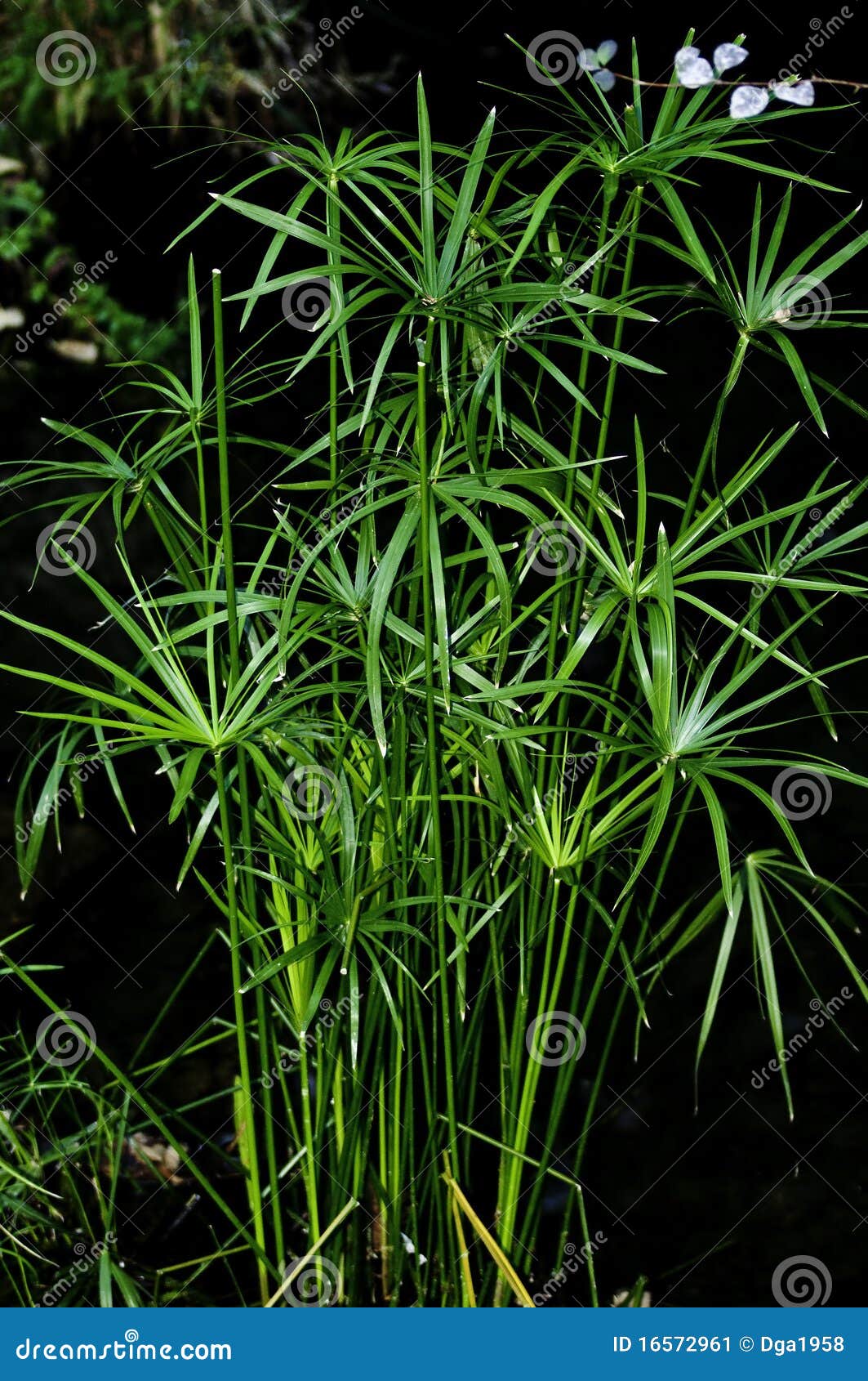 Papyrus stock image. Image of environment, plant, stem - 16572961