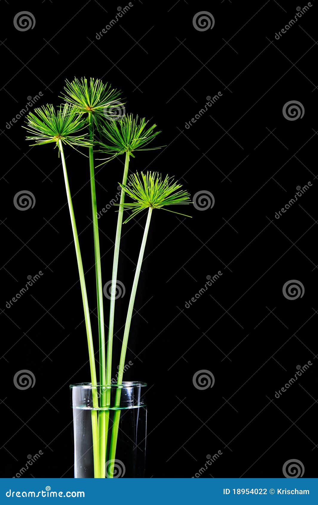 Papyrus stock photo. Image of flower, decorative, river - 18954022