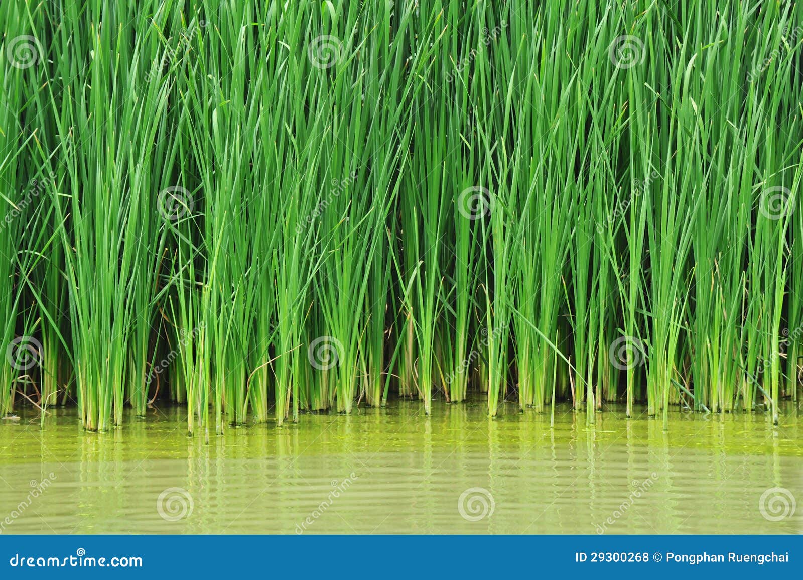 Papyrus stock photo. Image of fresh, asia, growth, abstract - 29300268
