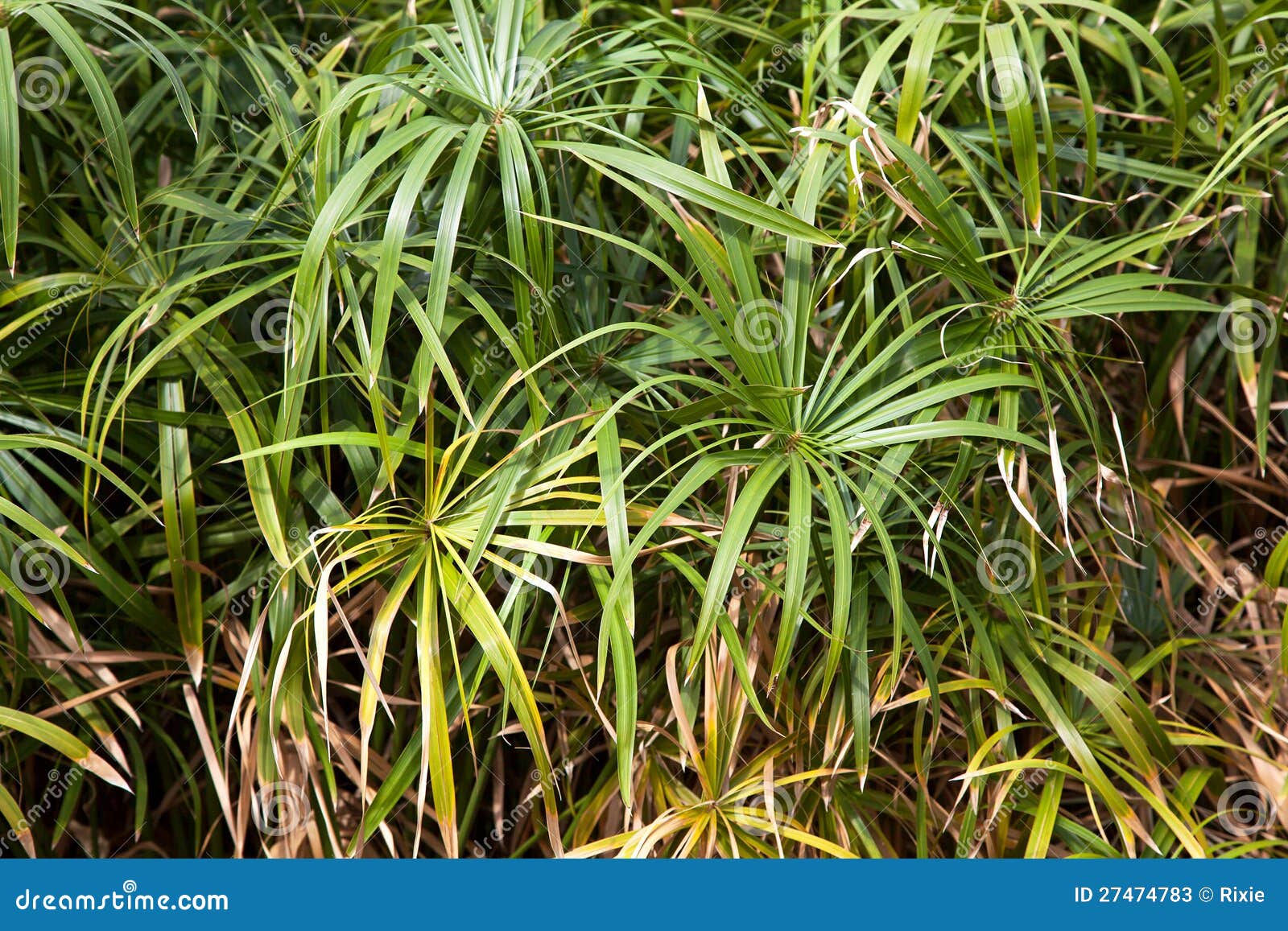 Papyrus background stock image. Image of aquatic, growth - 27474783