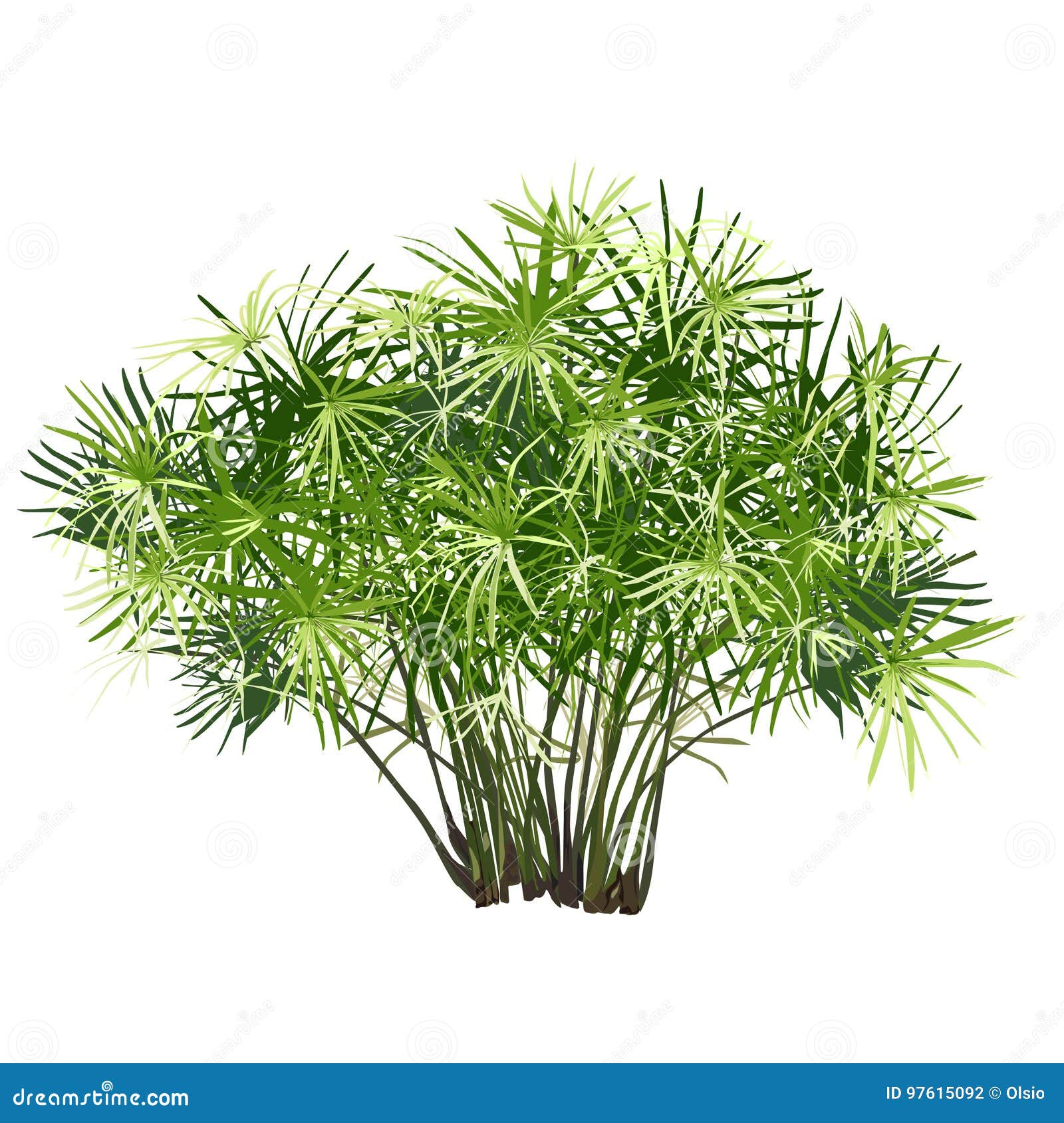 Papyrus Leaf Cyperus Papyrus, Gift Of The Nile, Hand Drawn Doodle ...