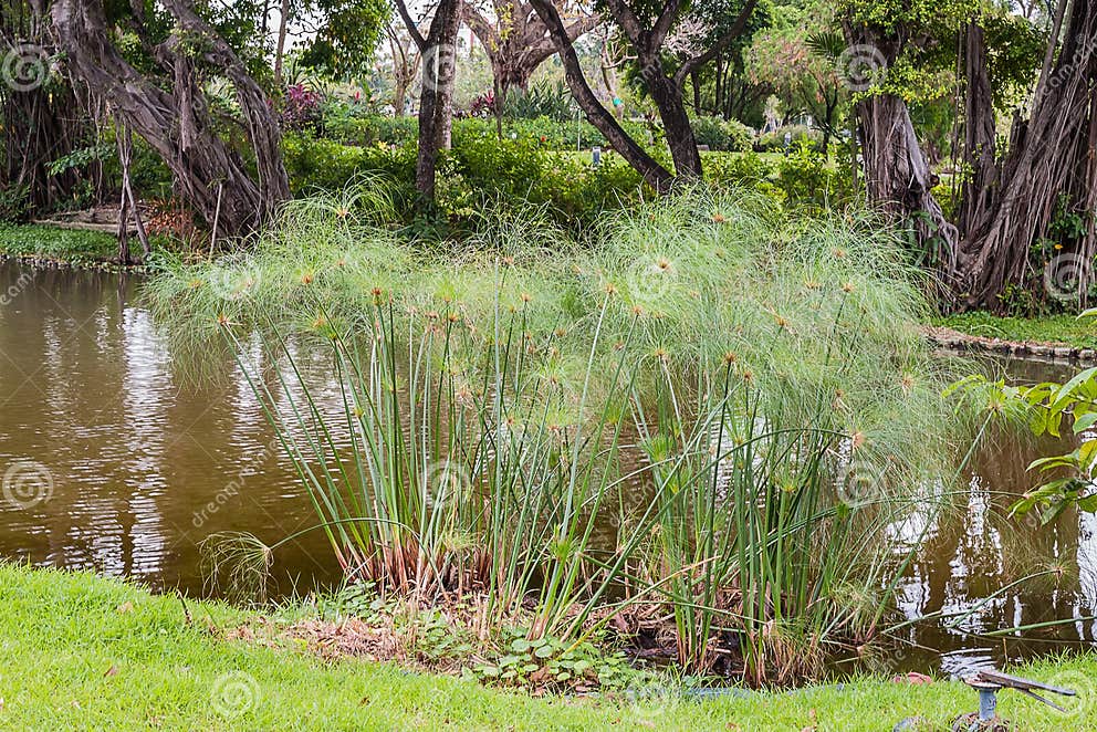 Papyrus in canal stock image. Image of forest, ditch - 92627127