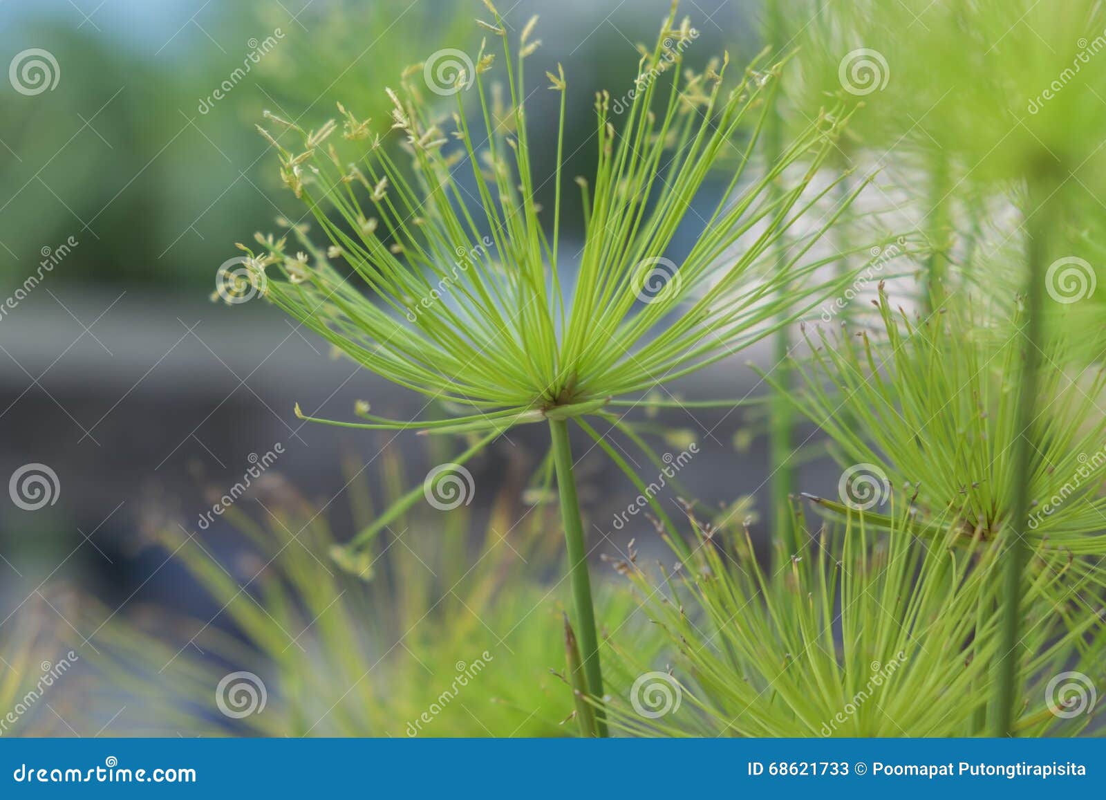 Papyrus stock image. Image of nature, foliage, reed, botanical - 68621733