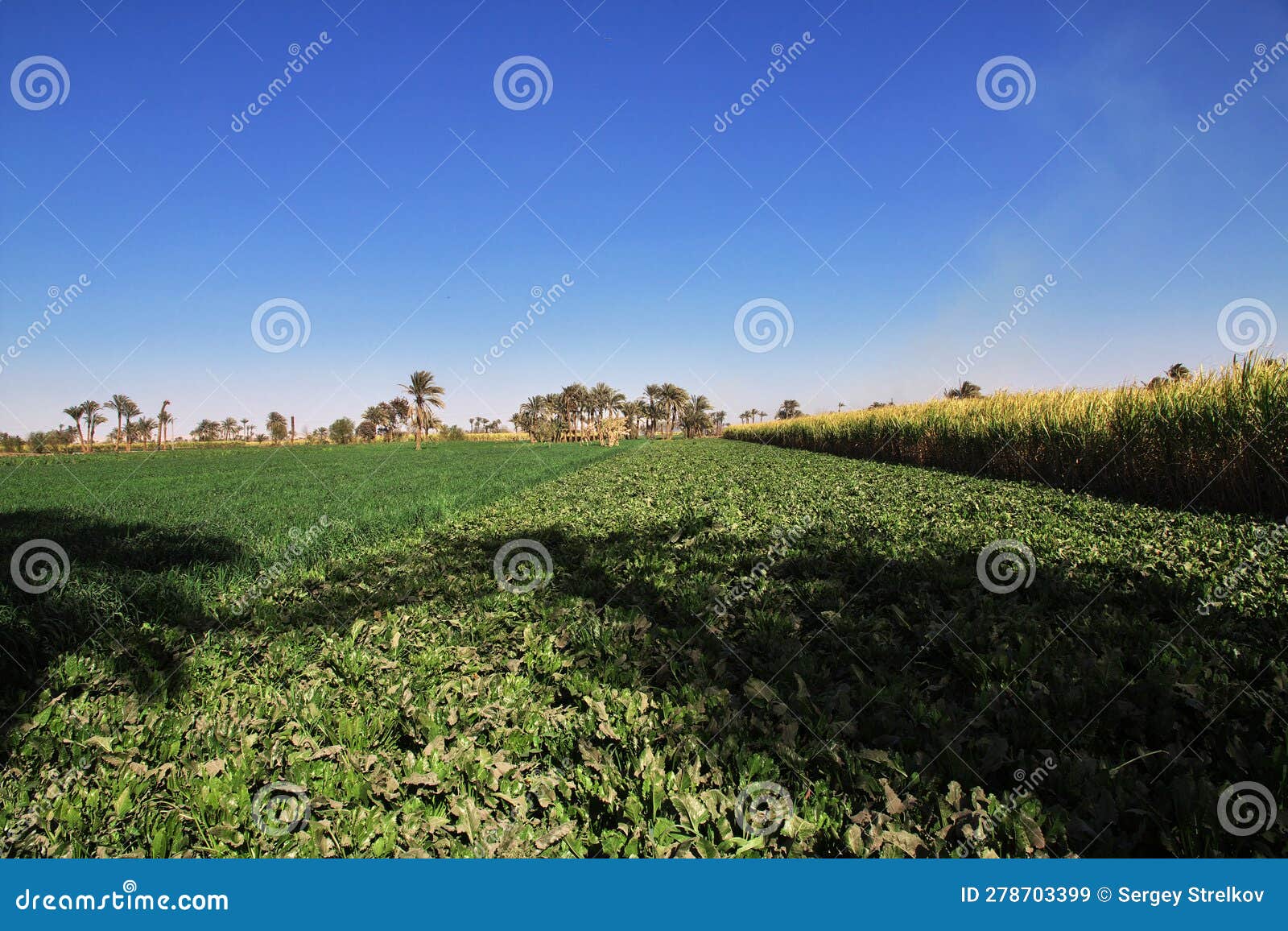 Papyrus Field in El Minya, Egypt, Africa Stock Image - Image of kings ...