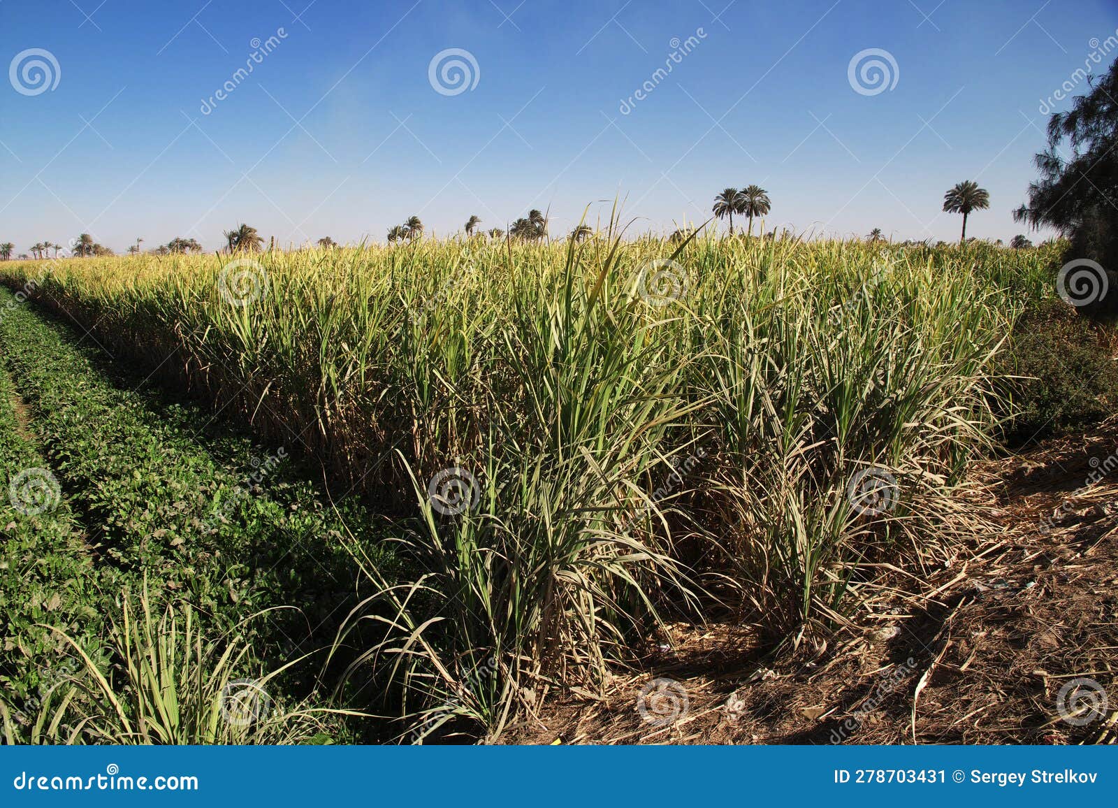 Papyrus Field in El Minya, Egypt, Africa Stock Image - Image of ...