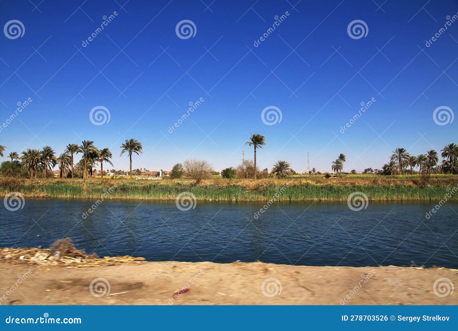 Papyrus Field in El Minya, Egypt, Africa Stock Photo - Image of ...