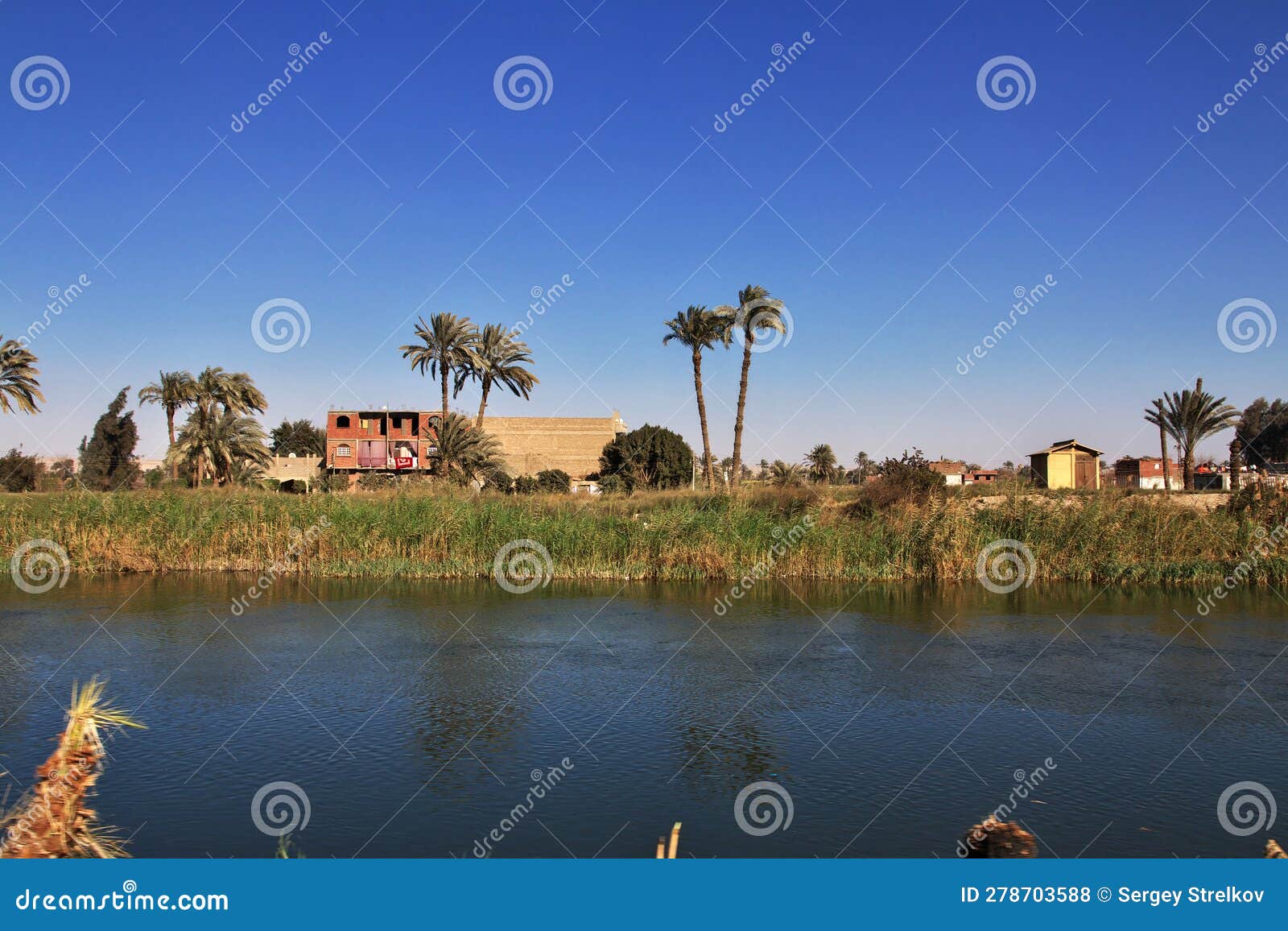 Papyrus Field in El Minya, Egypt, Africa Stock Photo - Image of ...