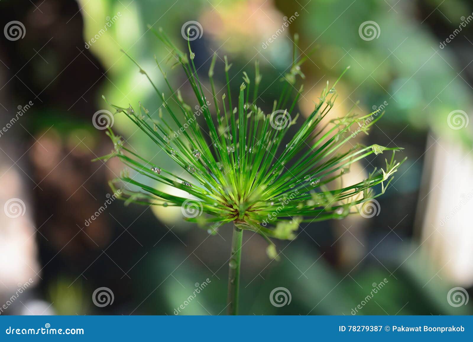 Papyrus Flowers Beautiful and Strange. Stock Image - Image of grass ...