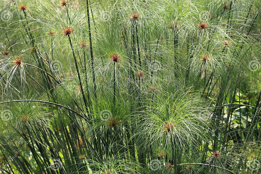 Papyrus grass stock image. Image of paper, tropical, group - 15574313