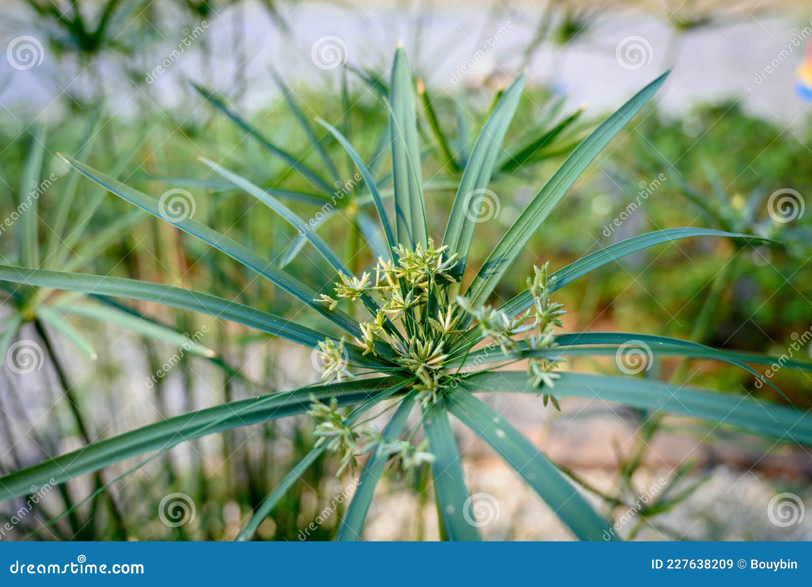 Papyrus Green Leaf on Tree. Stock Image - Image of clump, black: 227638209